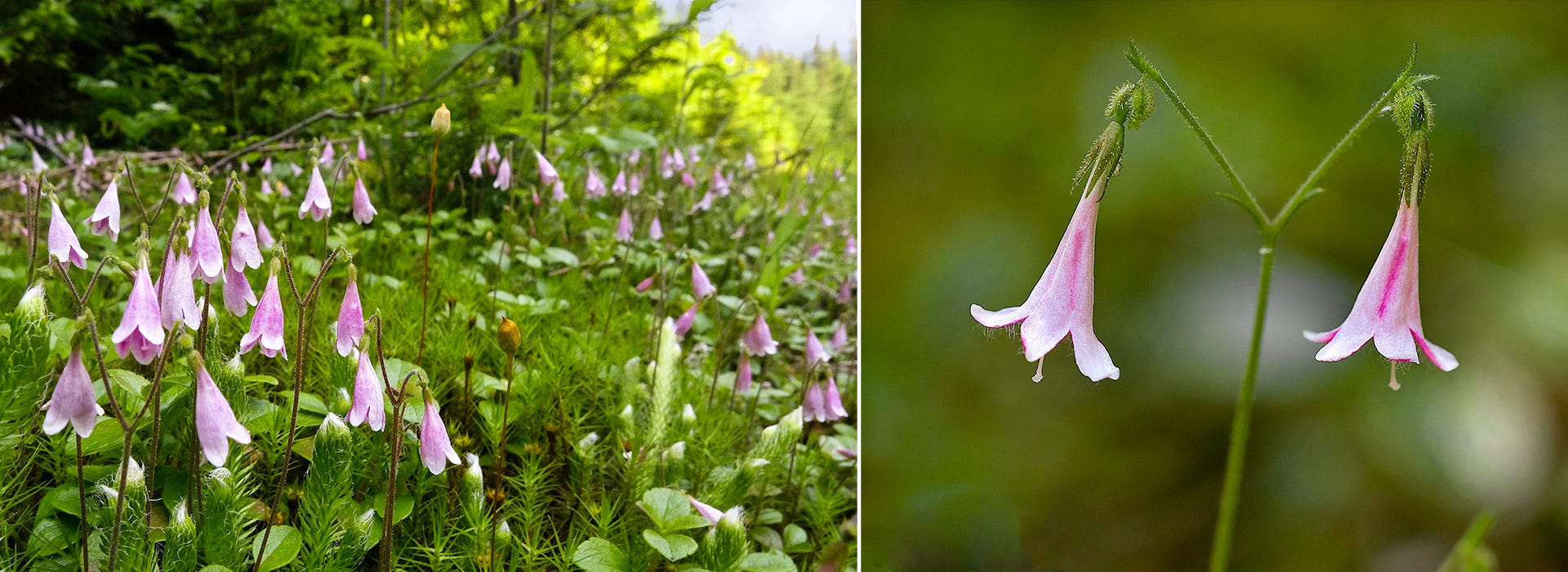 An Online Field Trip for Twinflower - by Bryan Pfeiffer