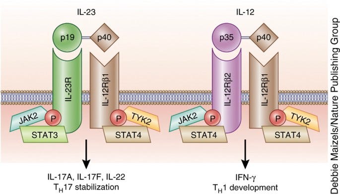 Immunology Cheat Sheet - by Dylan Neel and Aniqa Tasnim