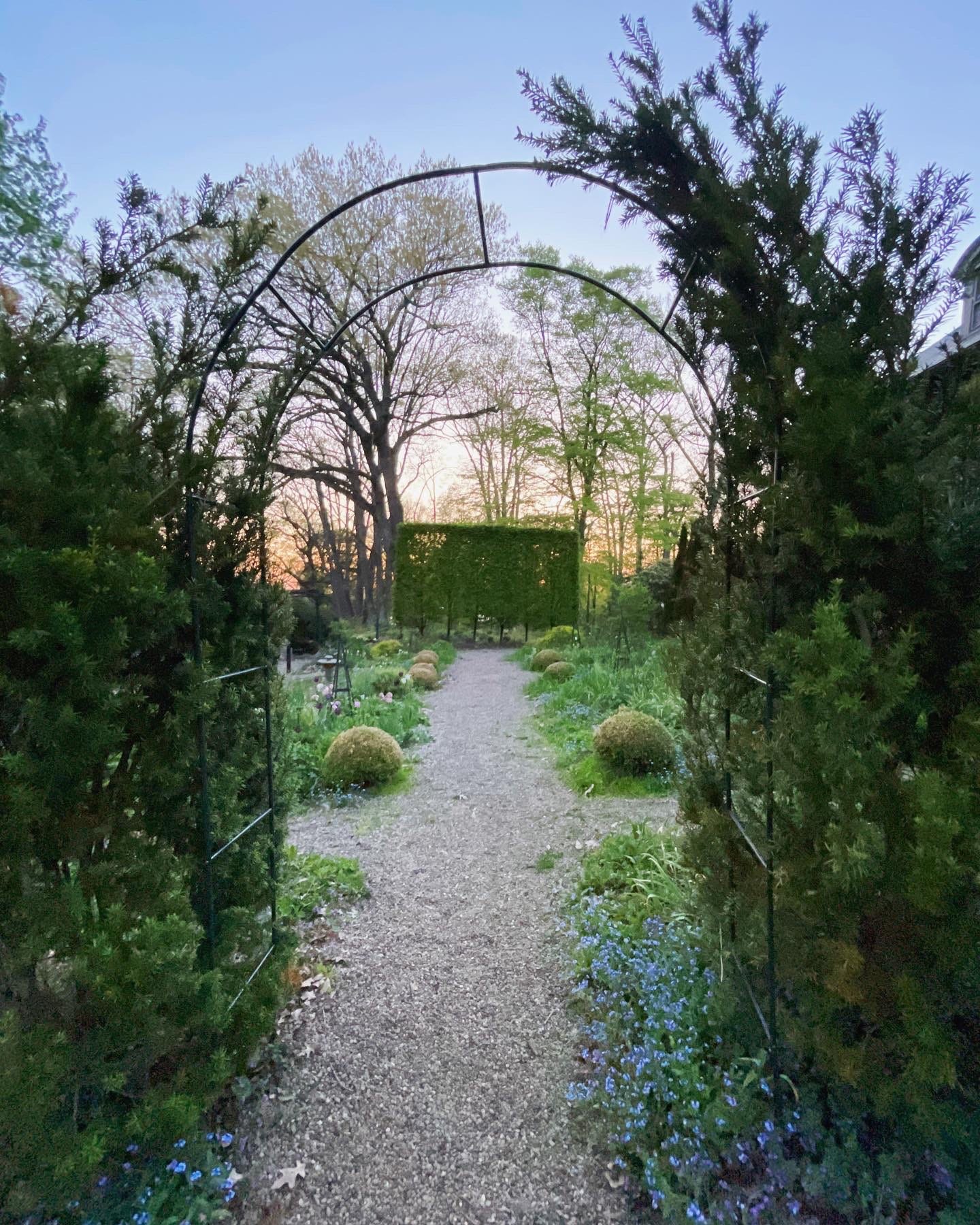 How to make a Yew Arch - Julie Witmer Gardens Newsletter