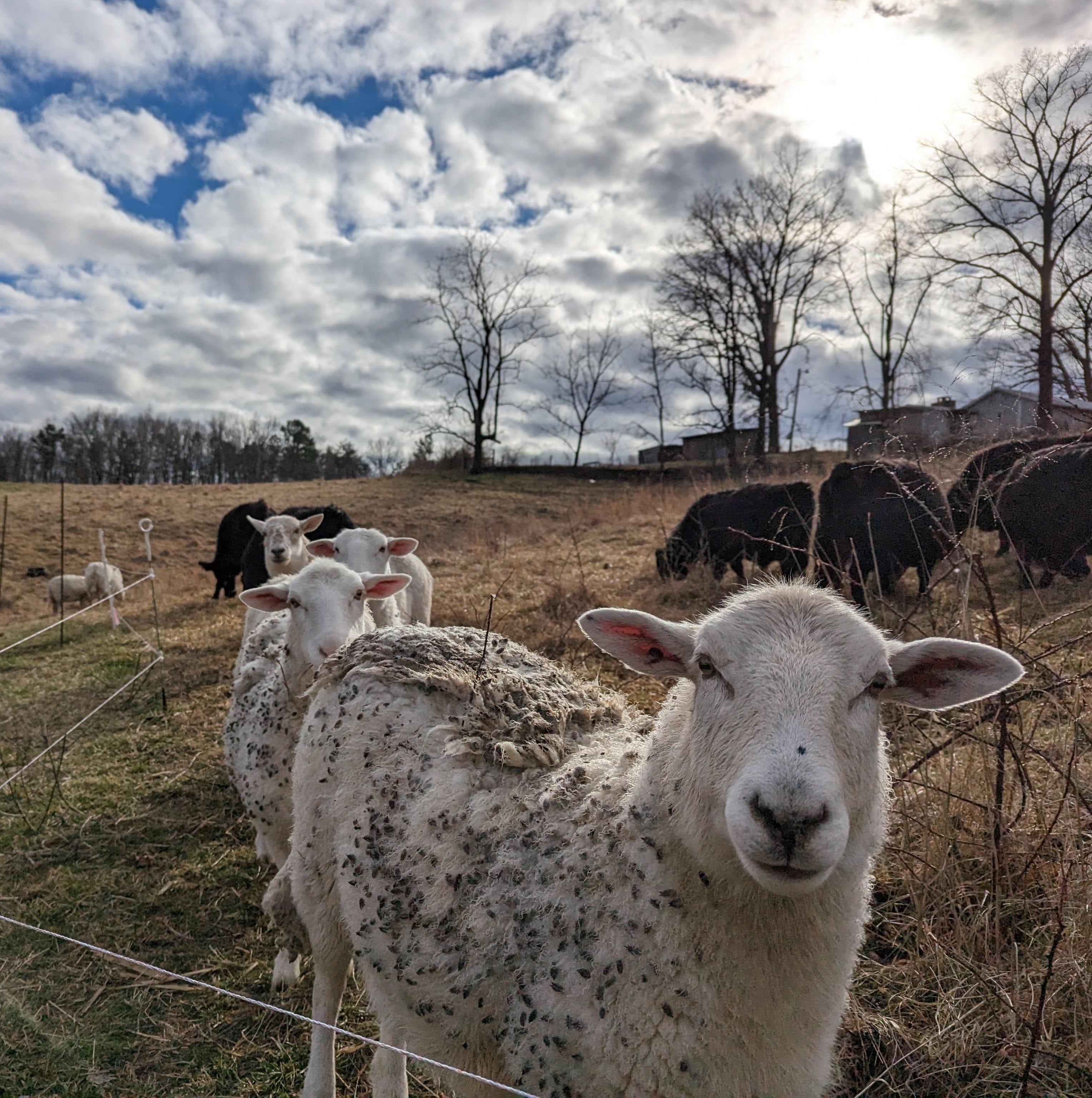 Sorry, We Ate Your Valentine's Day Flowers - by AC Shilton