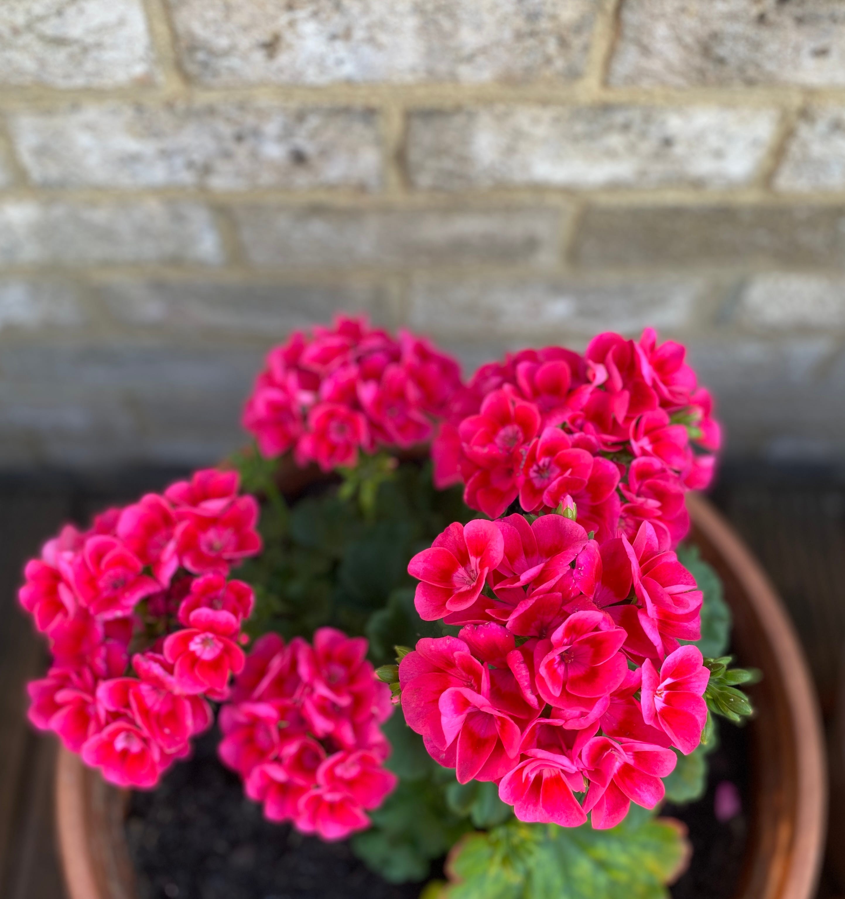 jam and geraniums - by Jane Brocket - yarnstorm