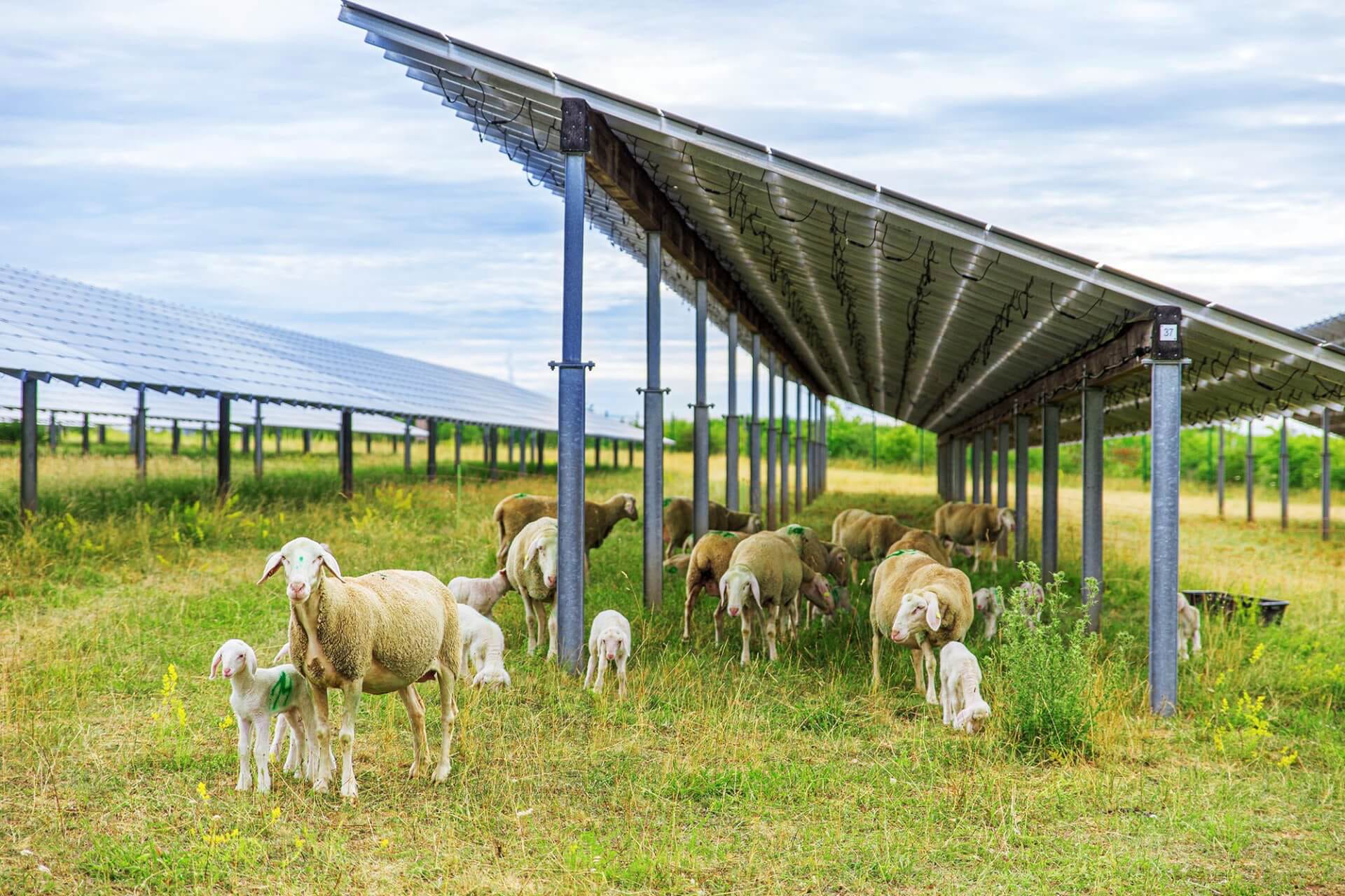Fotovoltaične elektrarne na kmetijskih zemljiščih - Energetsko ...