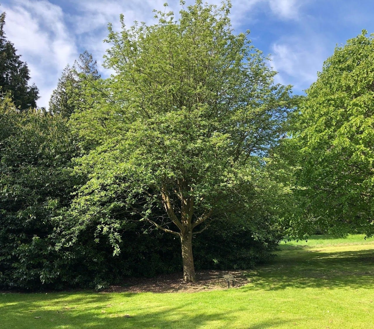 🌳 Konungens Träd vid Fhionnuisce - by LennArrrt Zæta