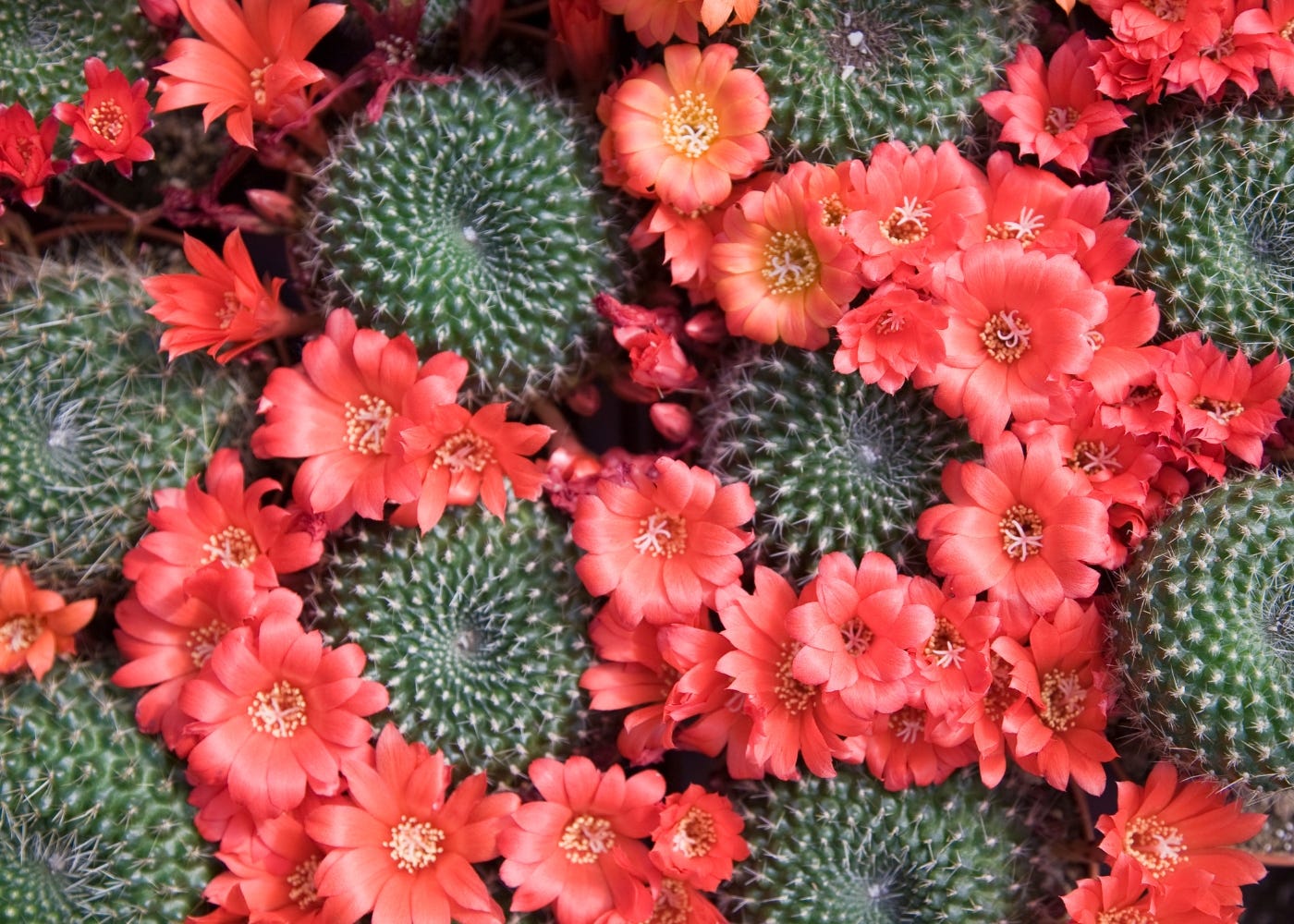 Episode 217: Following Your Conscience | A Conversation with Laurie Lee ...