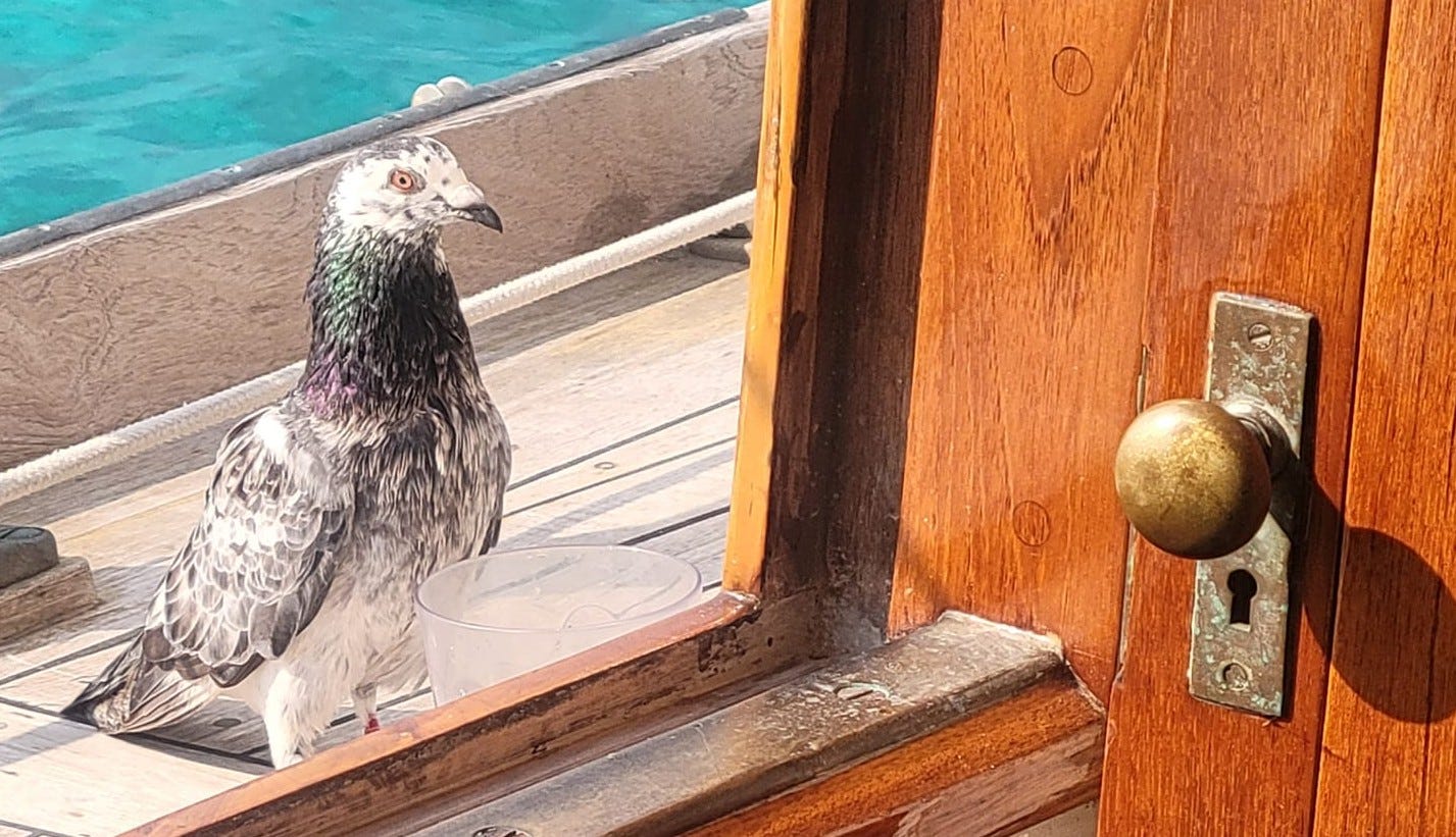 World's Worst Homing Pigeon Flies From Japan, Now Cruising Bahamas on ...