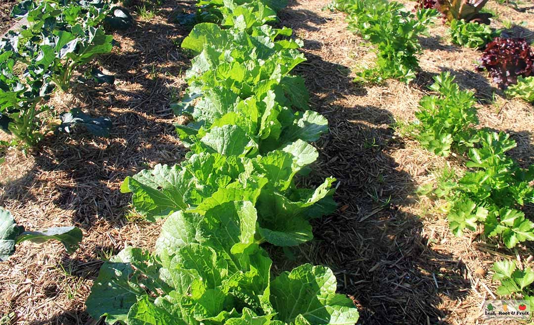 Vegetable Patch Layout and Spacing - by Duncan Cocking