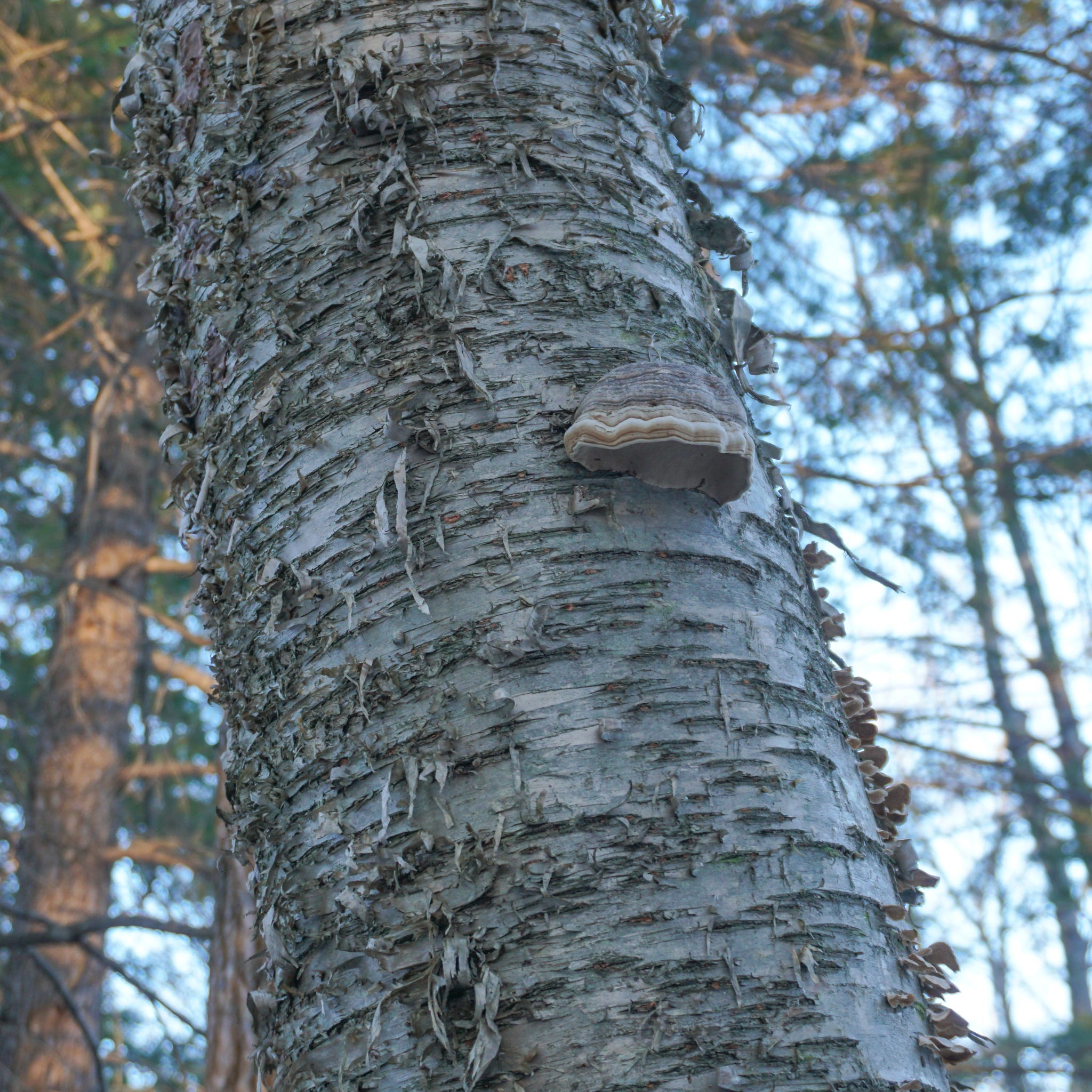 The Foraging and Bushcraft uses of Winter Trees.