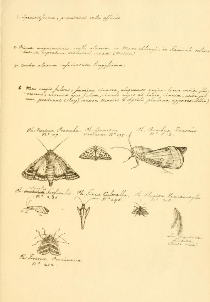 Carl Linnaeus's Note-Taking Innovations - by Jillian Hess