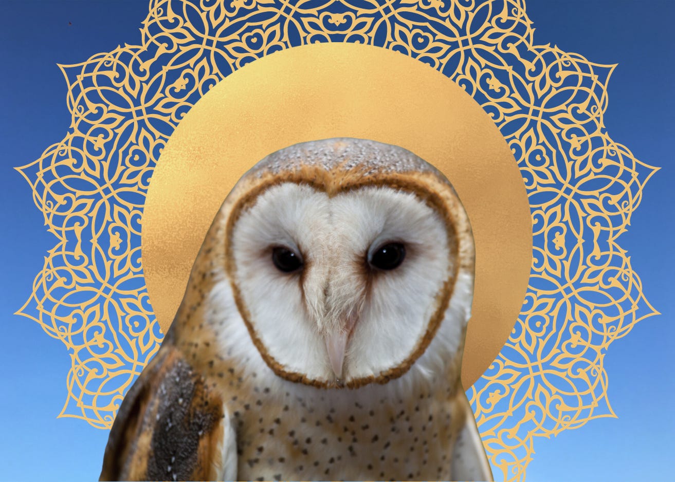 Barn Owl - by Wietske Merison - Gift from the Heavens