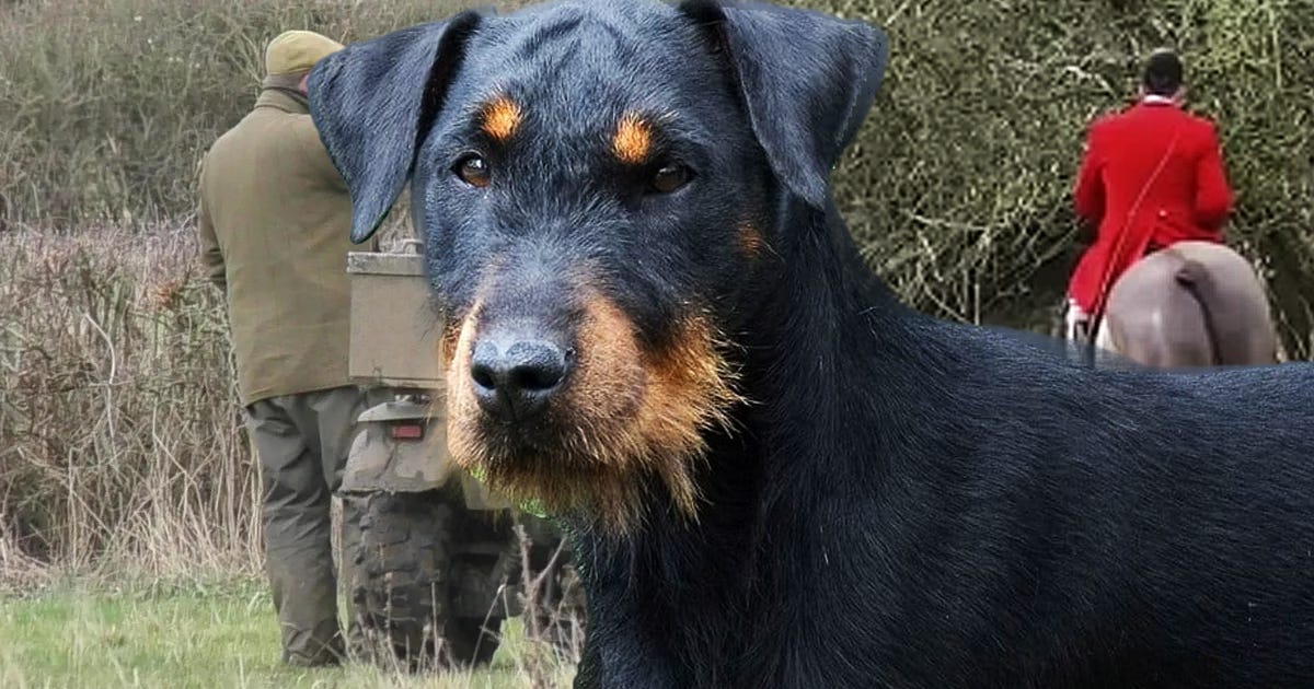 Mark Tiffin, man behind 'Rose' crowdfunder, is notorious badger baiter ...