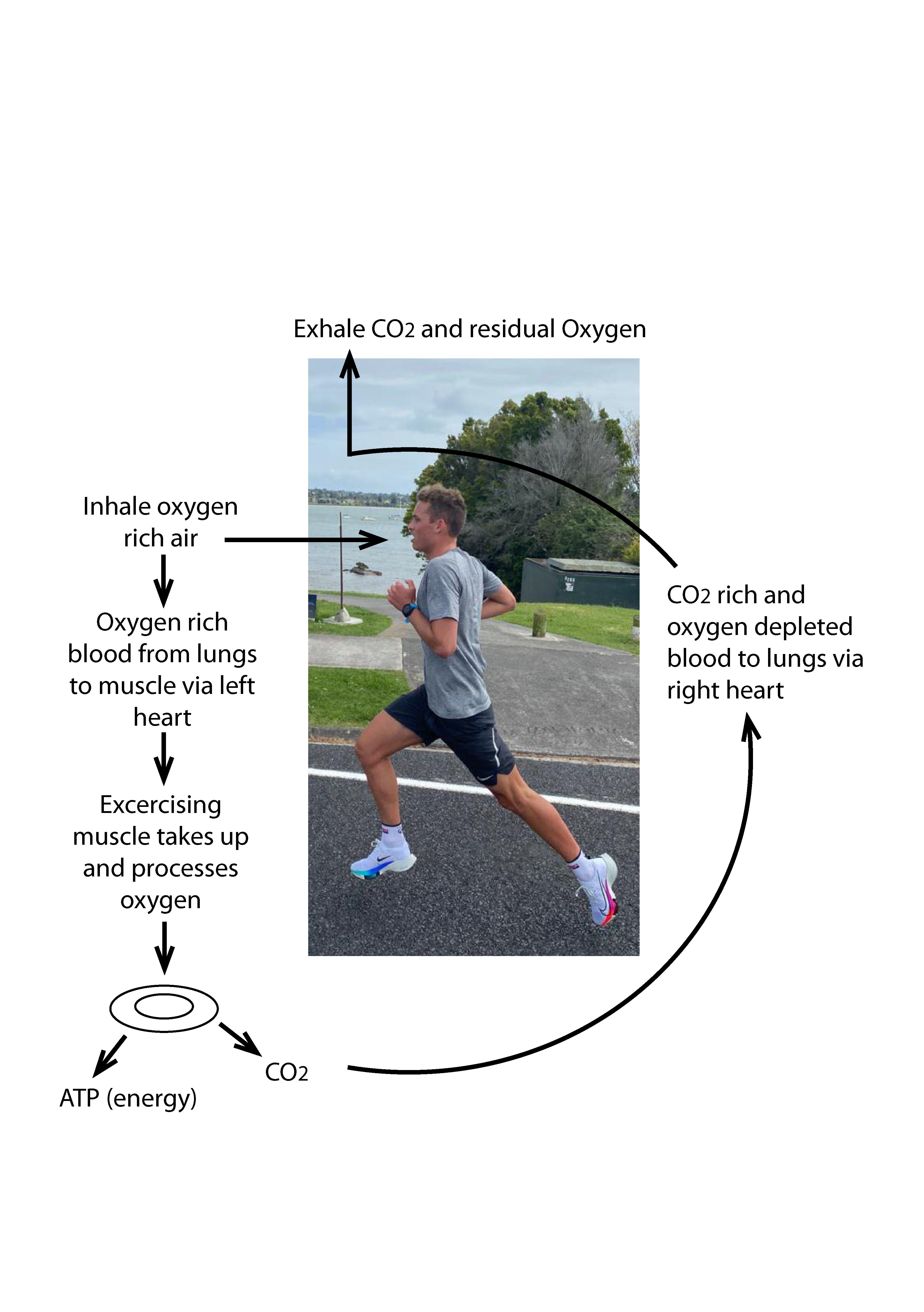 Oxygen Dynamics - by john hellemans - Endurance Essentials