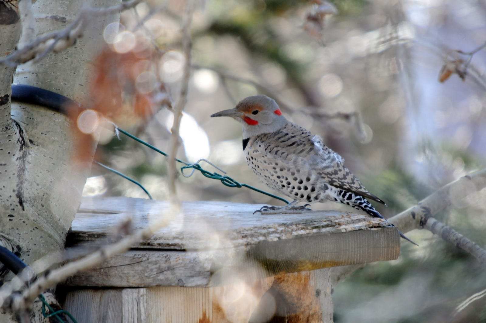 Northern Flicker Woodpeckers. - Tokeloshe