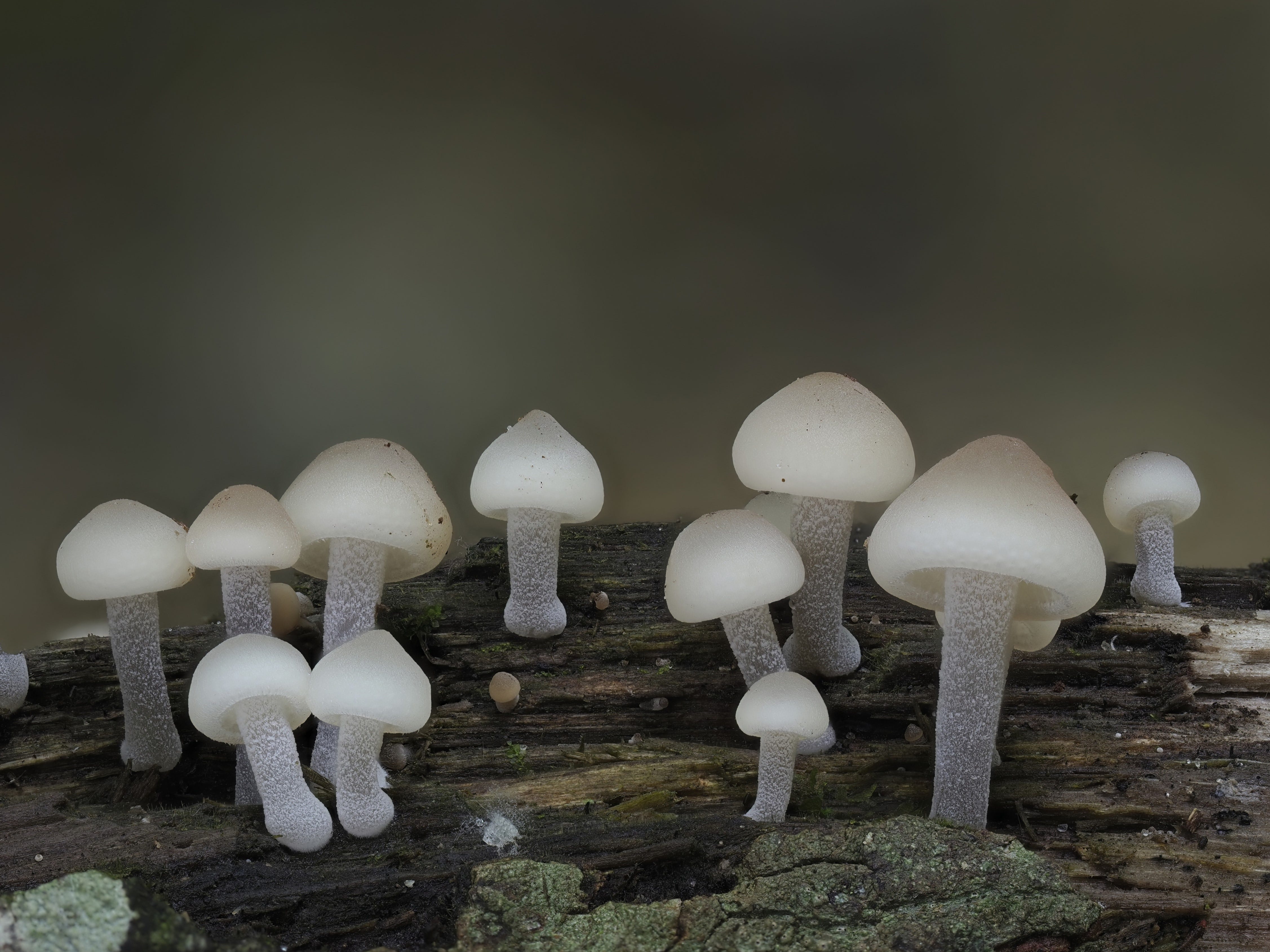 Who Needs Fireflies When You Can Have a Jar of Luminous Porecaps?