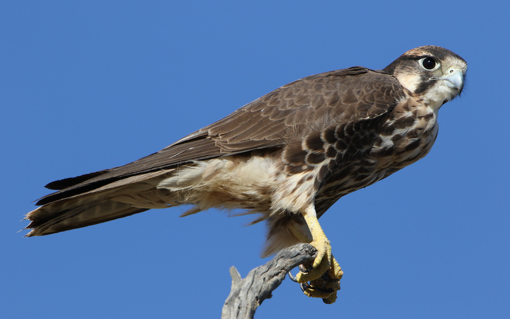Bird of the Week: Lanner Falcon - by Jack Mirkinson