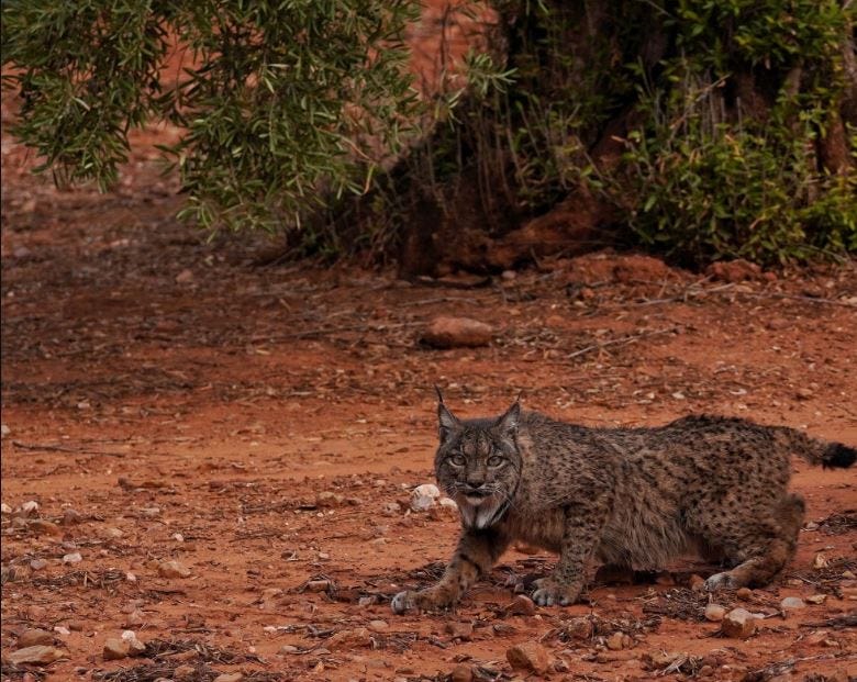 La suerte: sobre linces, mascotas y el bosque mediterráneo