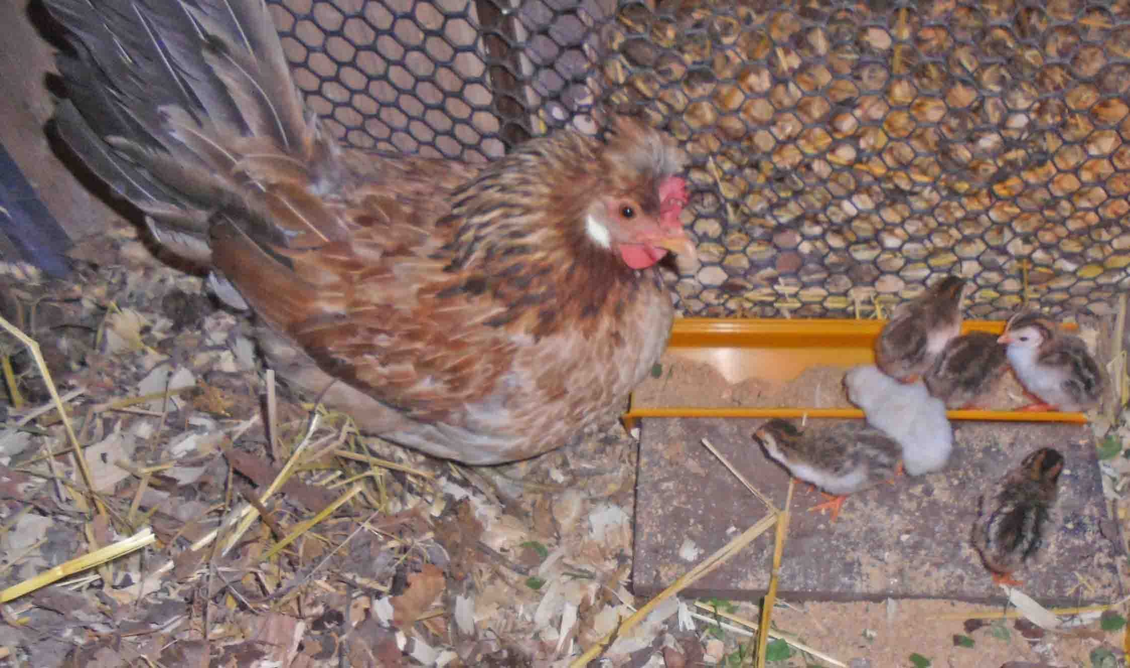 Guinea keets! - by Jennifer Quinn