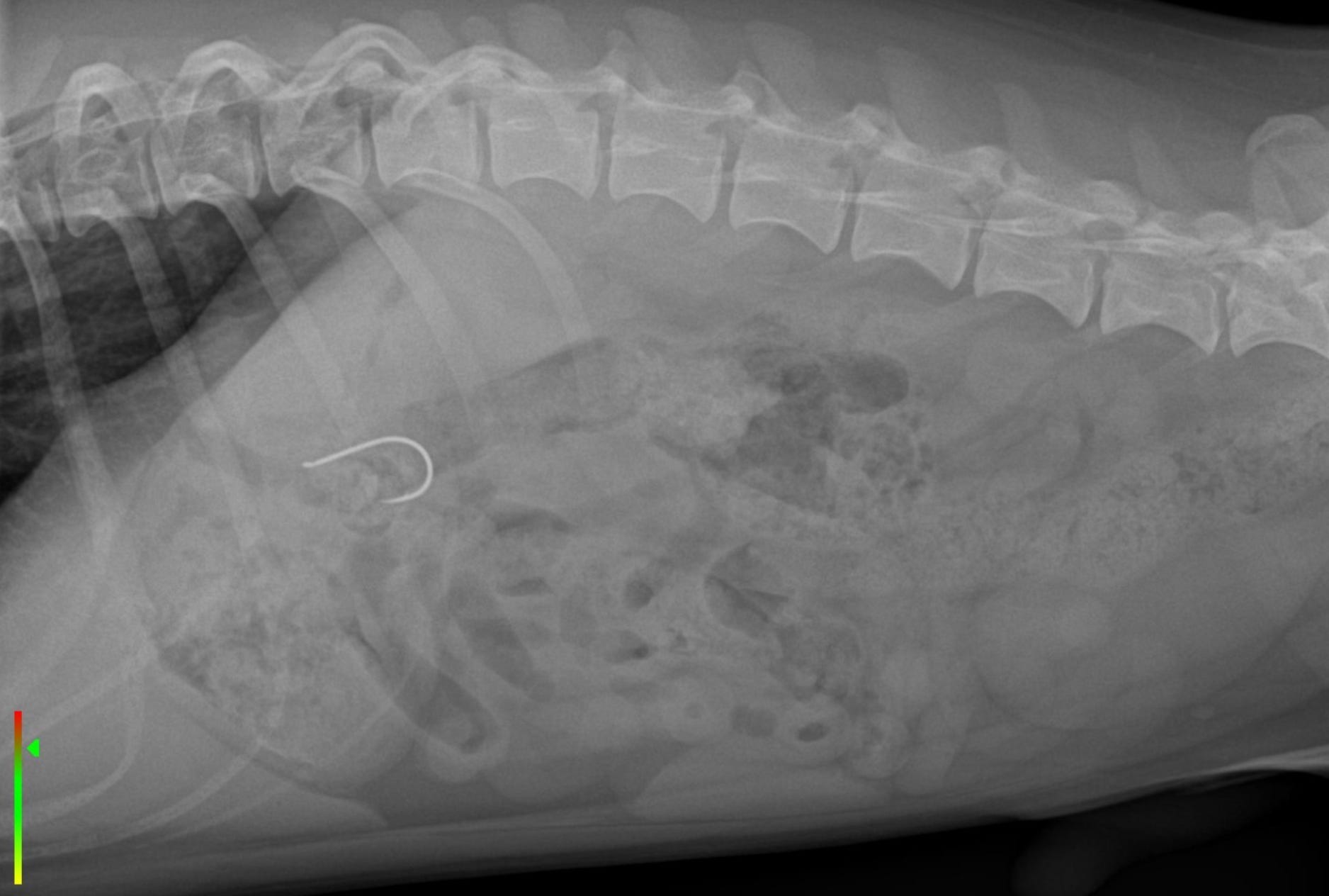 Anzuelo gástrico en un perro - by Carlos Martínez Gil