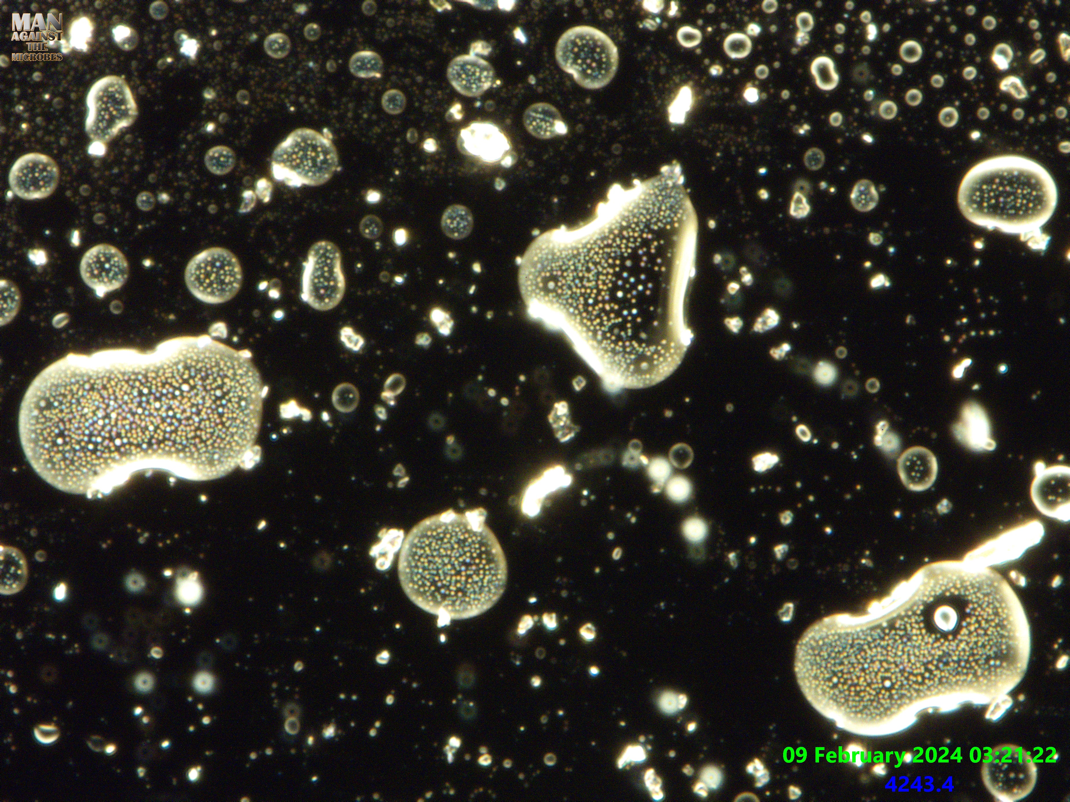 Groundbreaking morphological finds from swab samples.