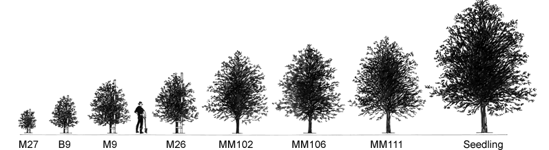 Buying Fruit Trees: The Importance of Choosing the Right Rootstock