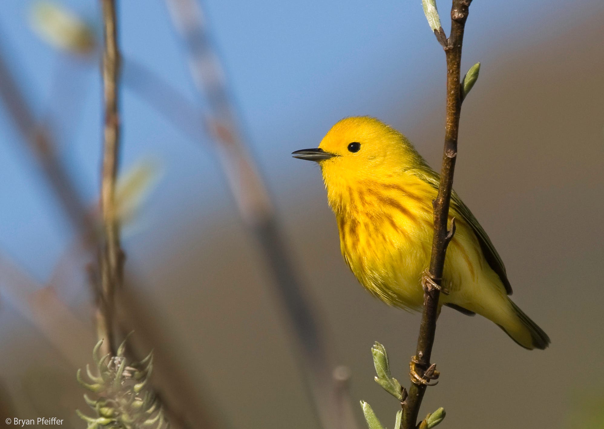 Warblers Redefined - by Bryan Pfeiffer - Chasing Nature