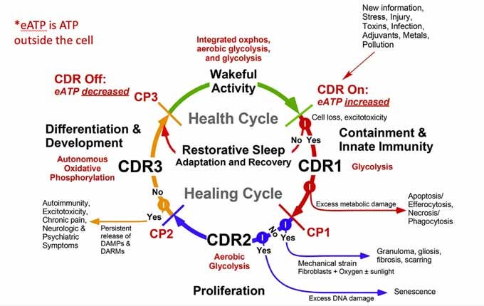 What Is the Cell Danger Response?