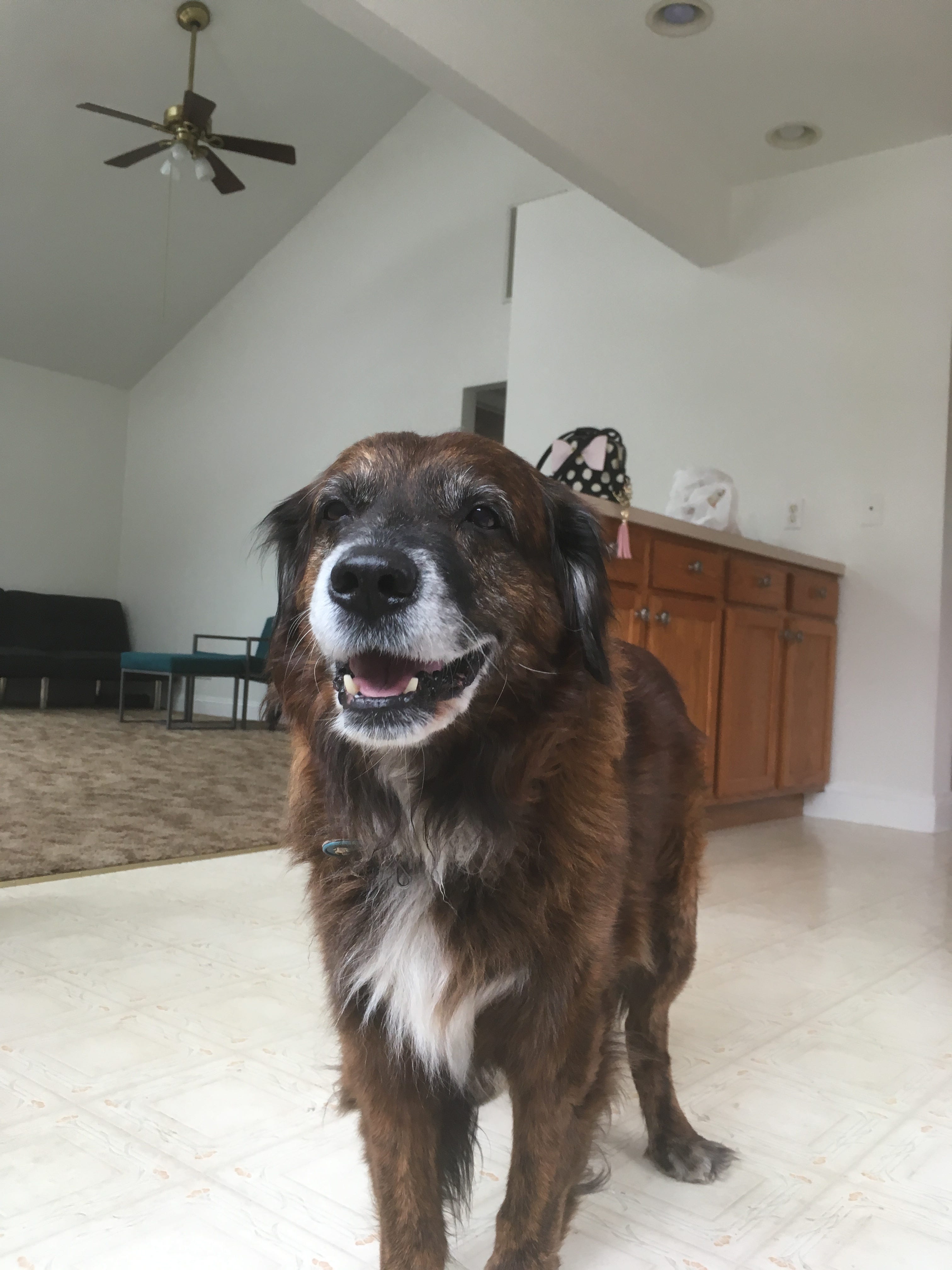 Remembering My Quirky Dog - by Alissa Grosso