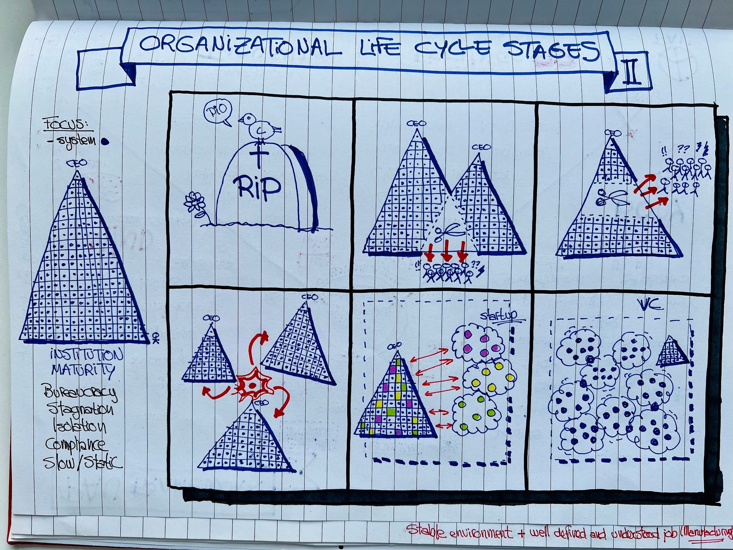 Organizational lifecycle stages II