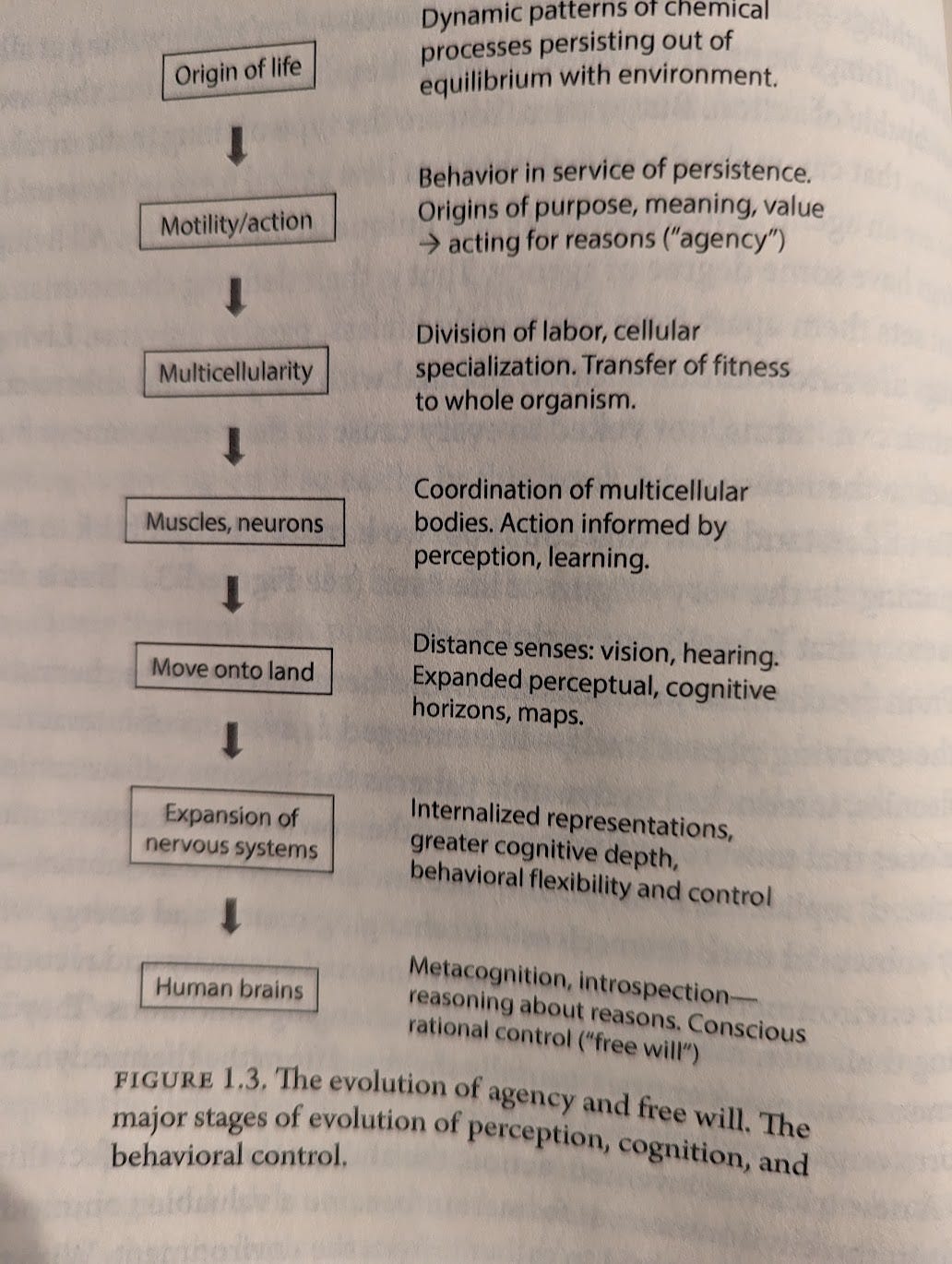Evolving Beyond Determinism - by Stetson - Holodoxa