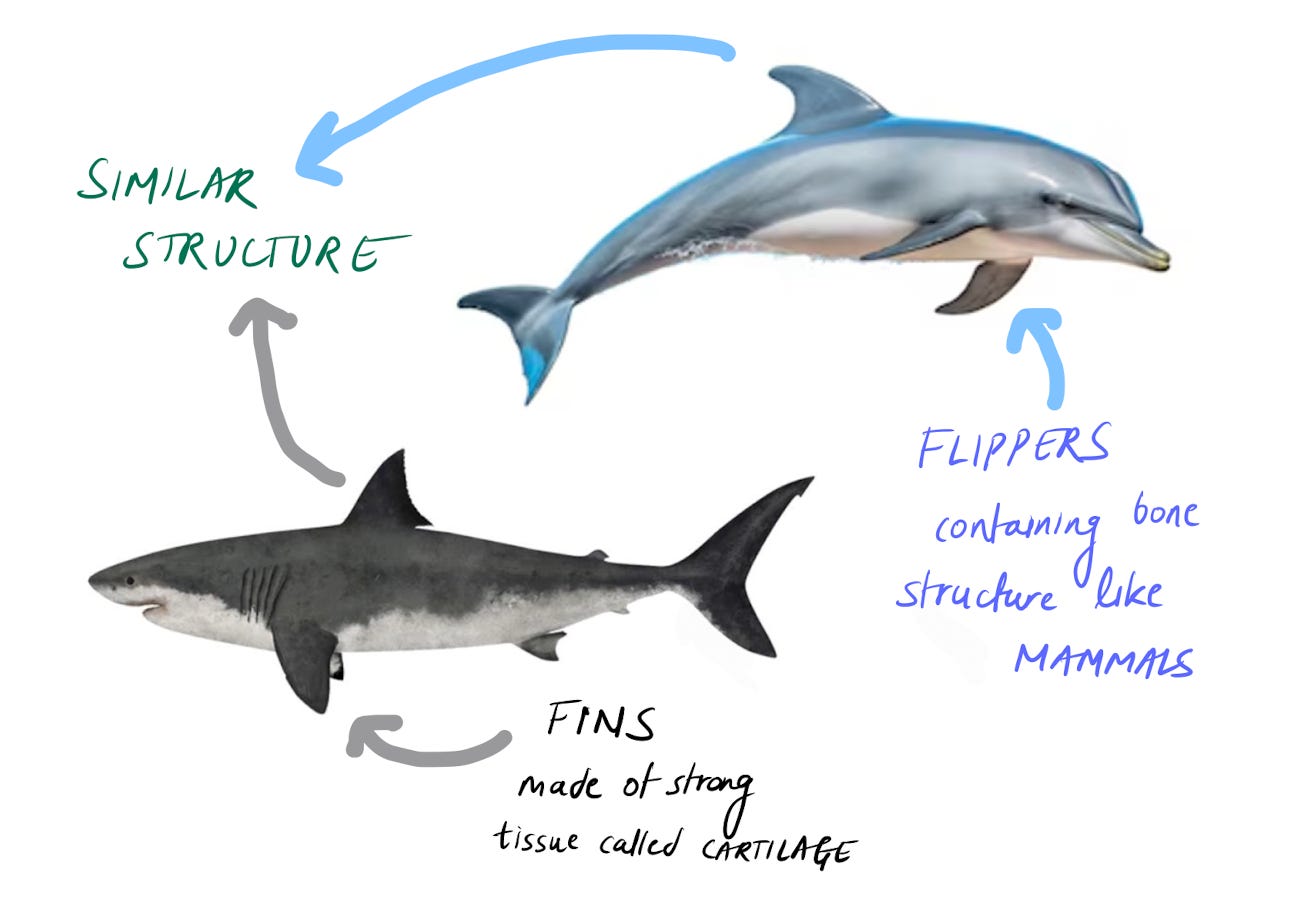 Why Dolphins Look Like Sharks? - by Aditya Sharma