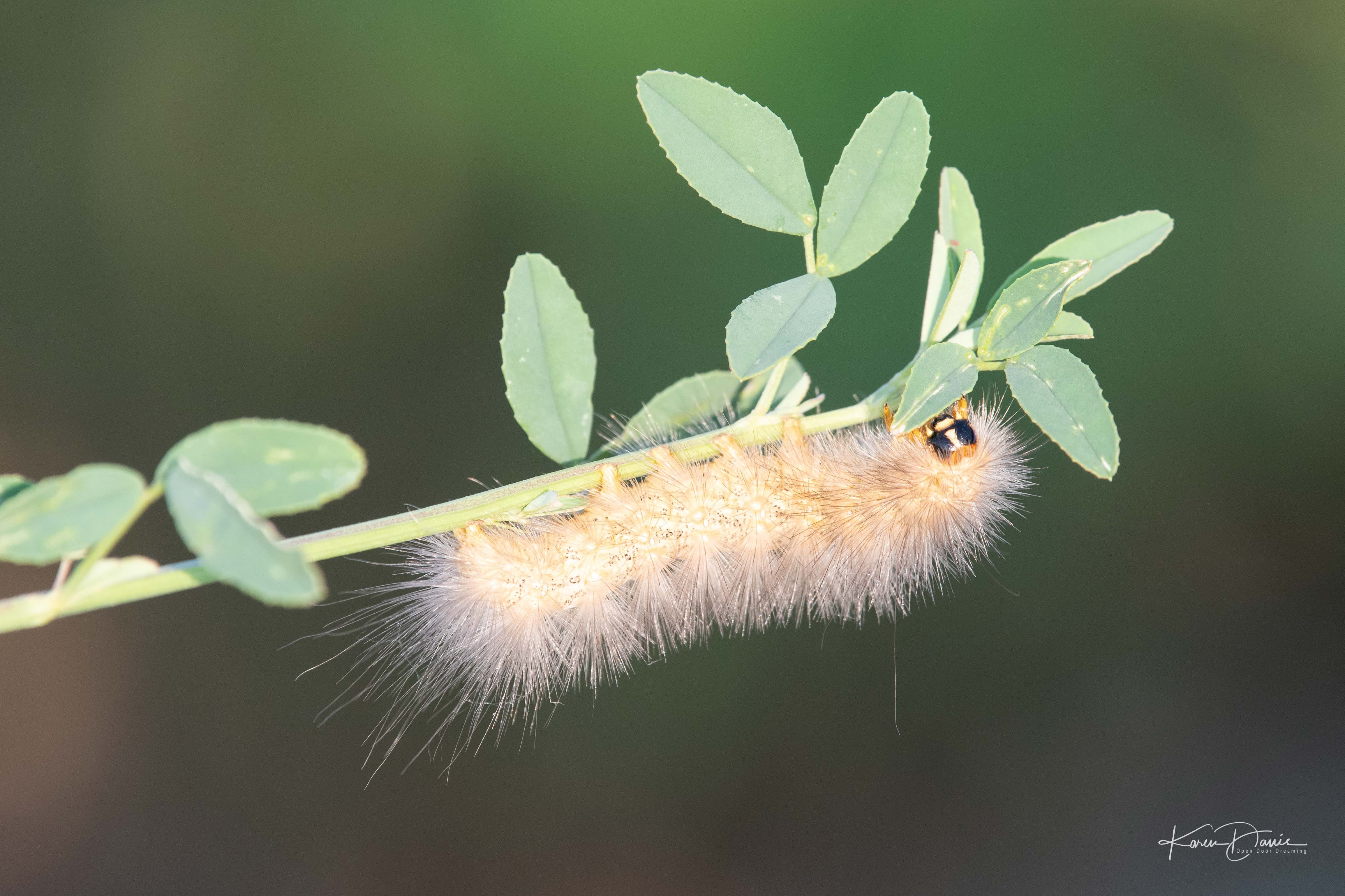 Lead With Your Heart - by Karen Davis