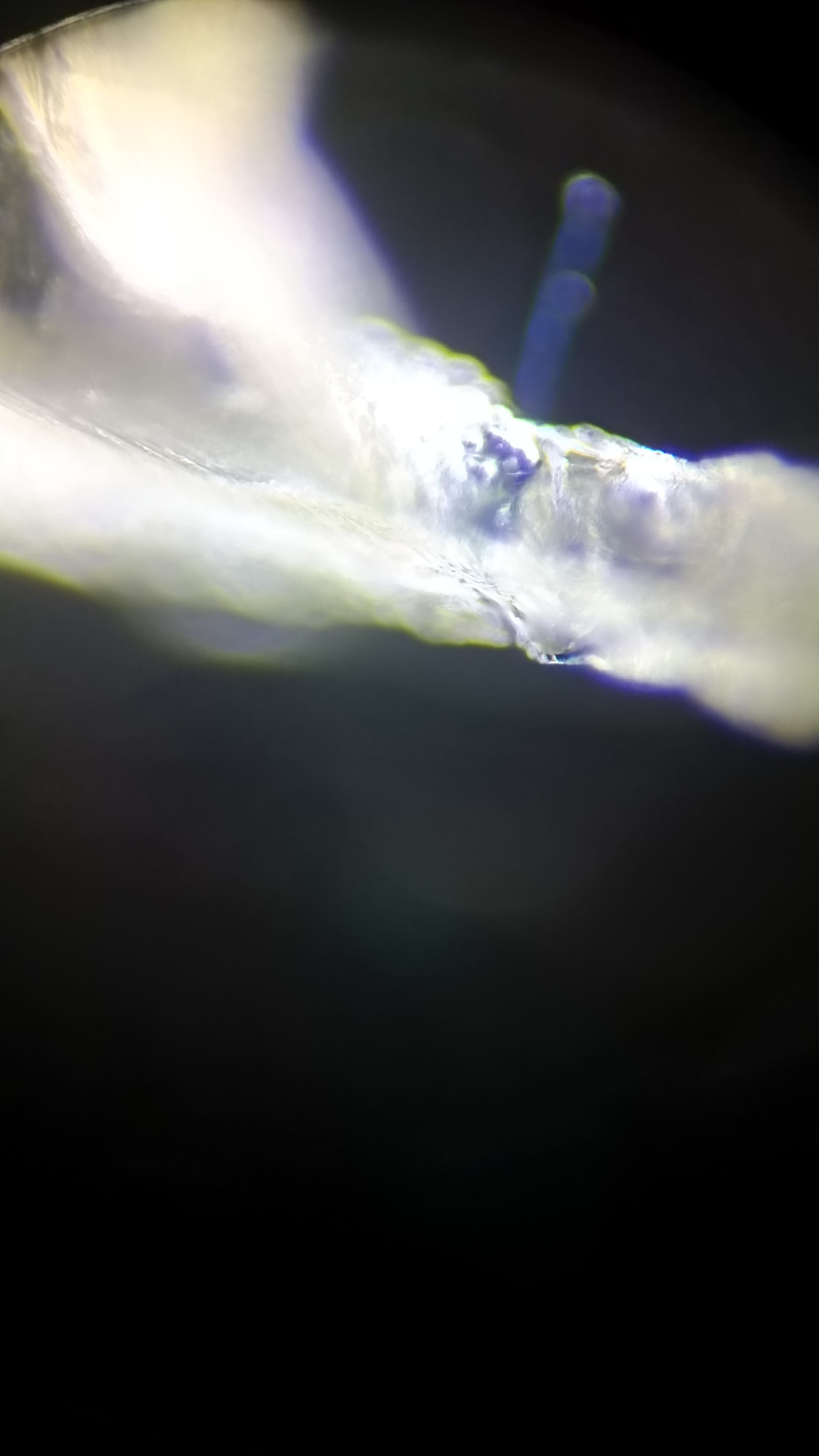 D By Matt J A O B Matts Microscopy