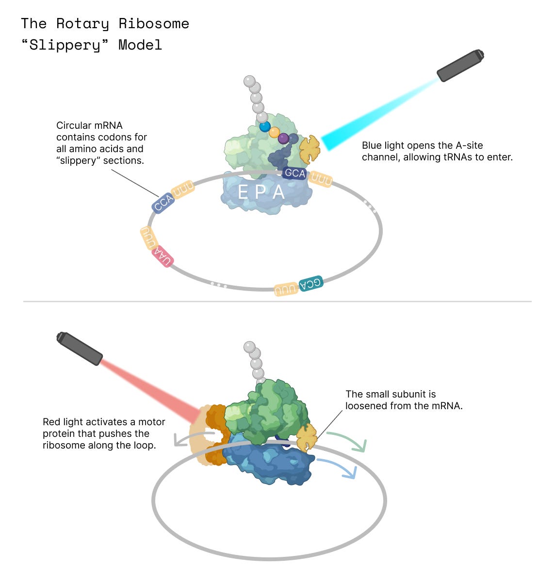 A Protein Printer - by Asimov Press and Adaptyv Bio