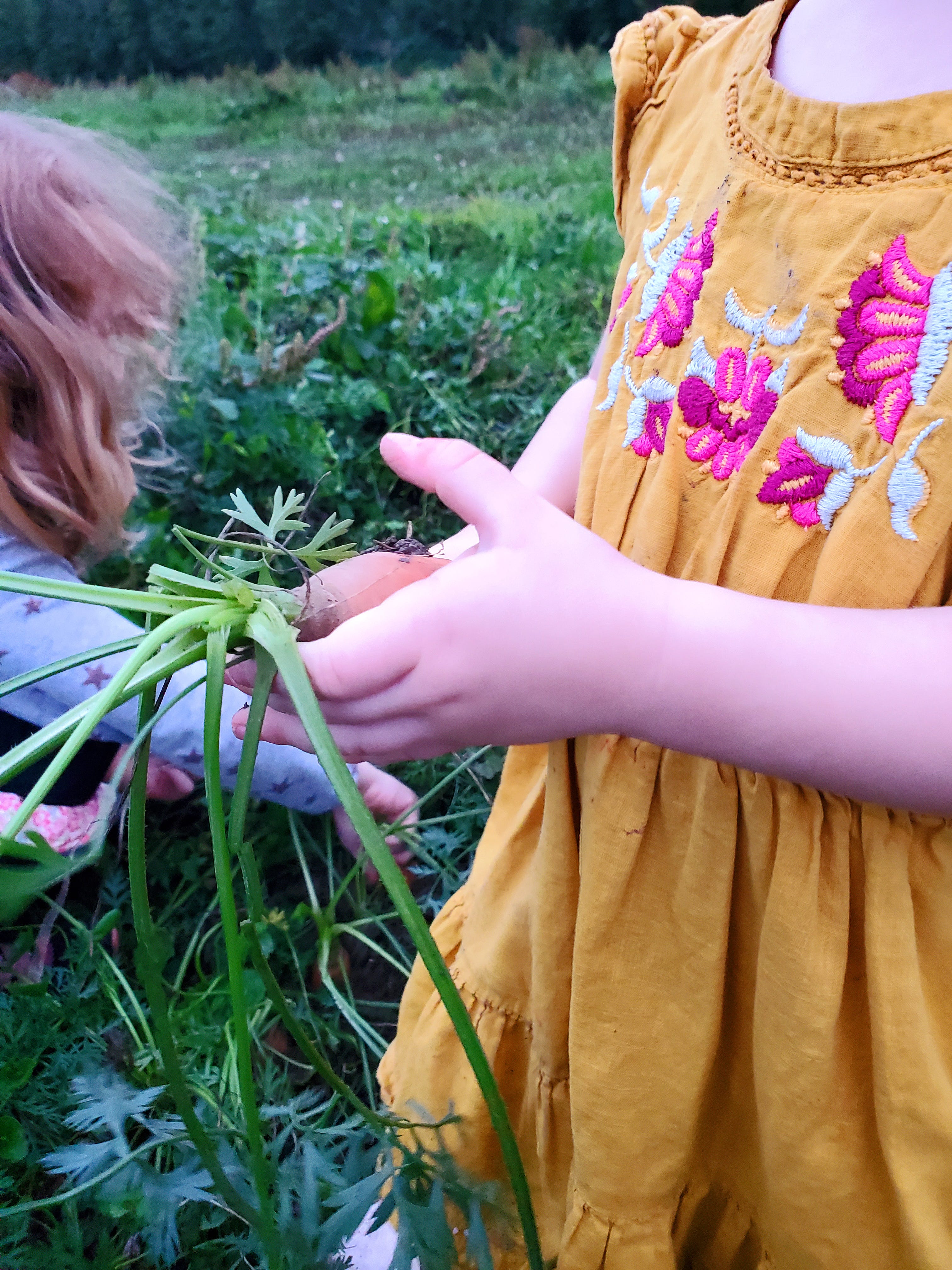 The Michaelmas Daisy among dead weeds / Blooms for St. Michael’s ...
