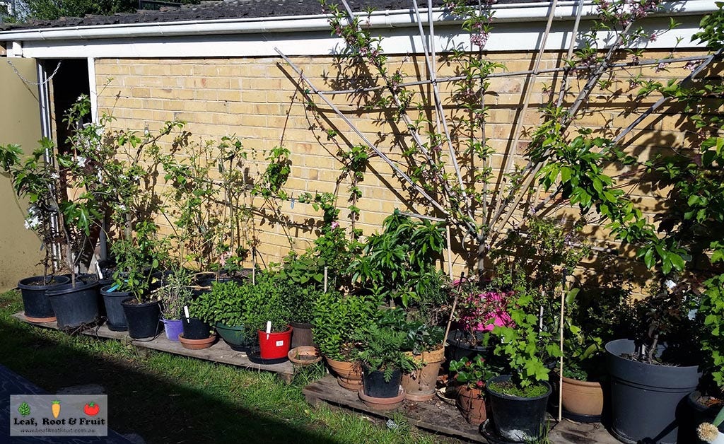 A Guide to Growing Fruit Trees in Pots - Leaf, Root & Fruit