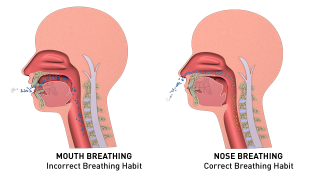 The Neuroscience of Nose vs. Mouth Breathing 🧠