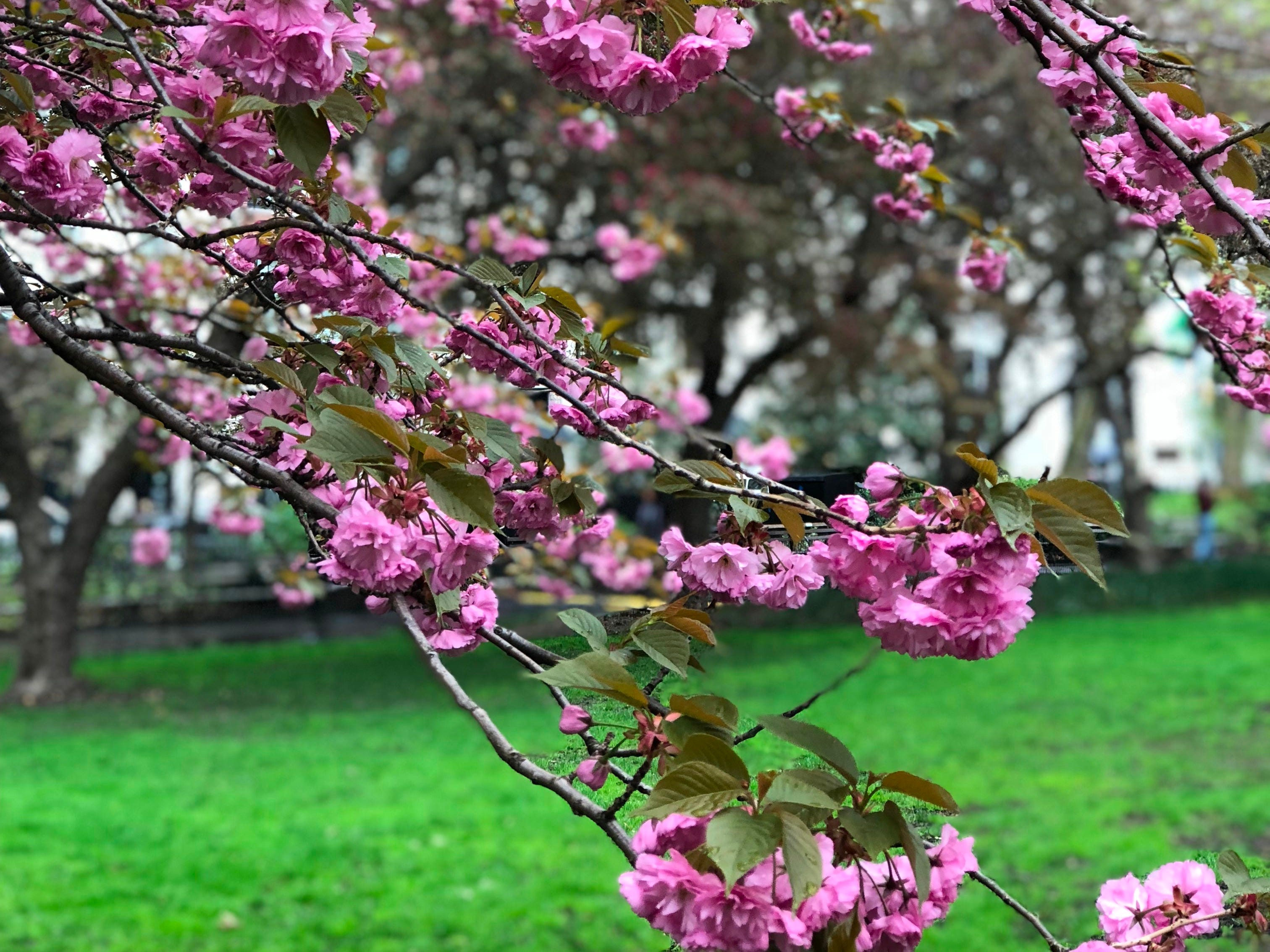 Fuck Driving In New York - by Alexandra Antonopoulos