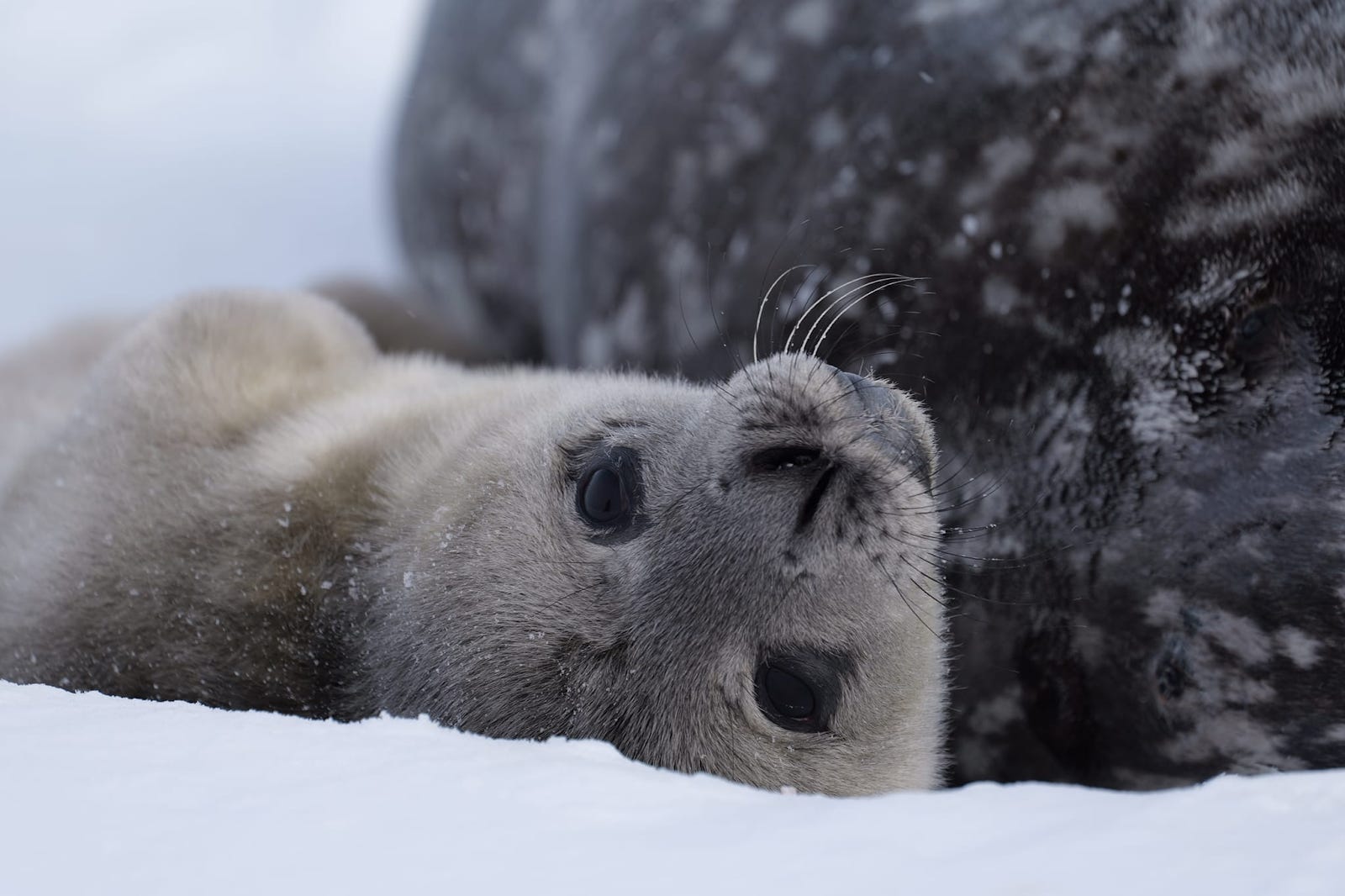 Inside Ukraine’s Antarctic Expedition (penguins inside)