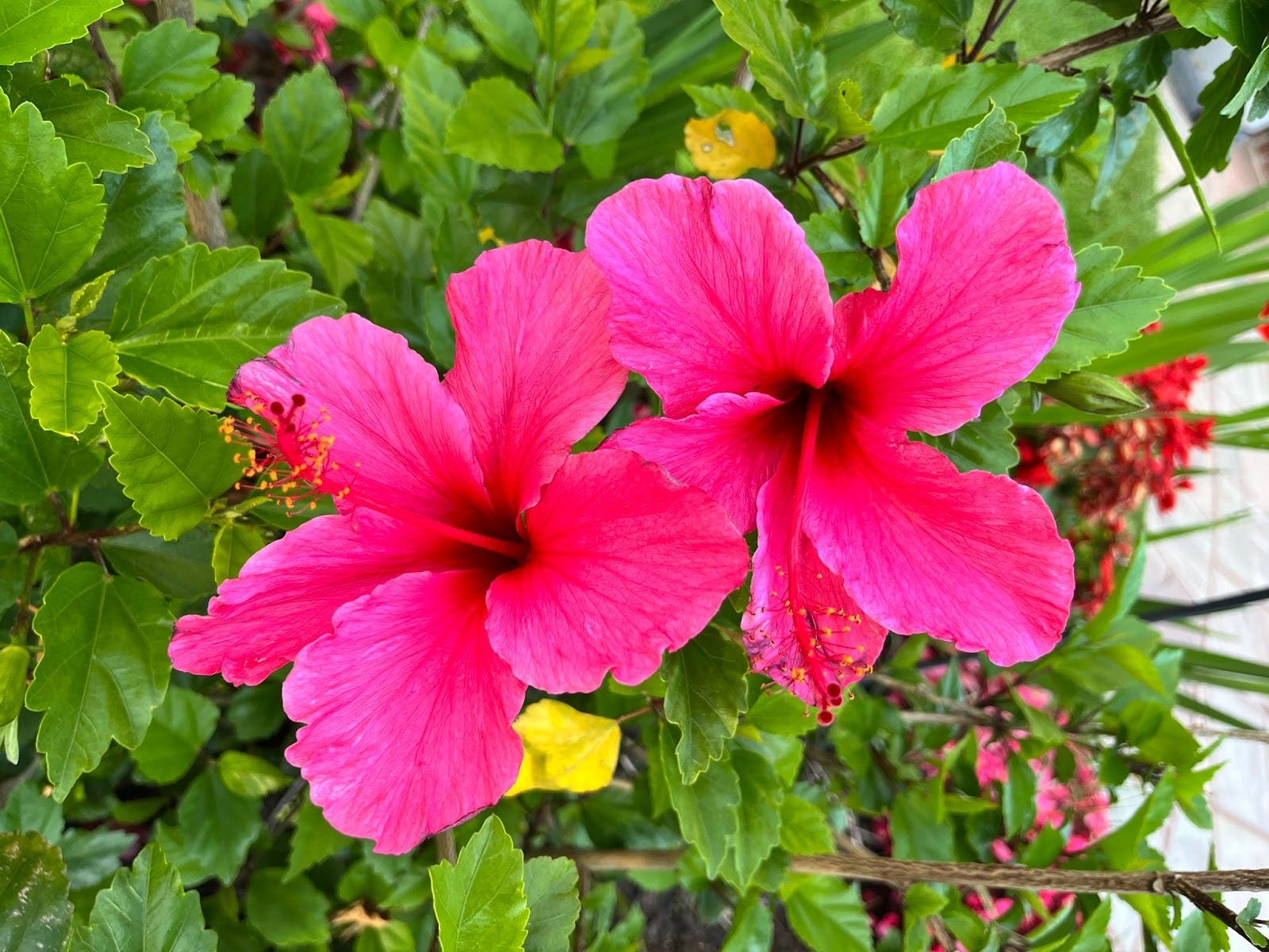 Garden of Hindu Gods: Sacred Flowers for Emotional Healing