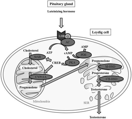 Make your LH more effective - Hans' Substack