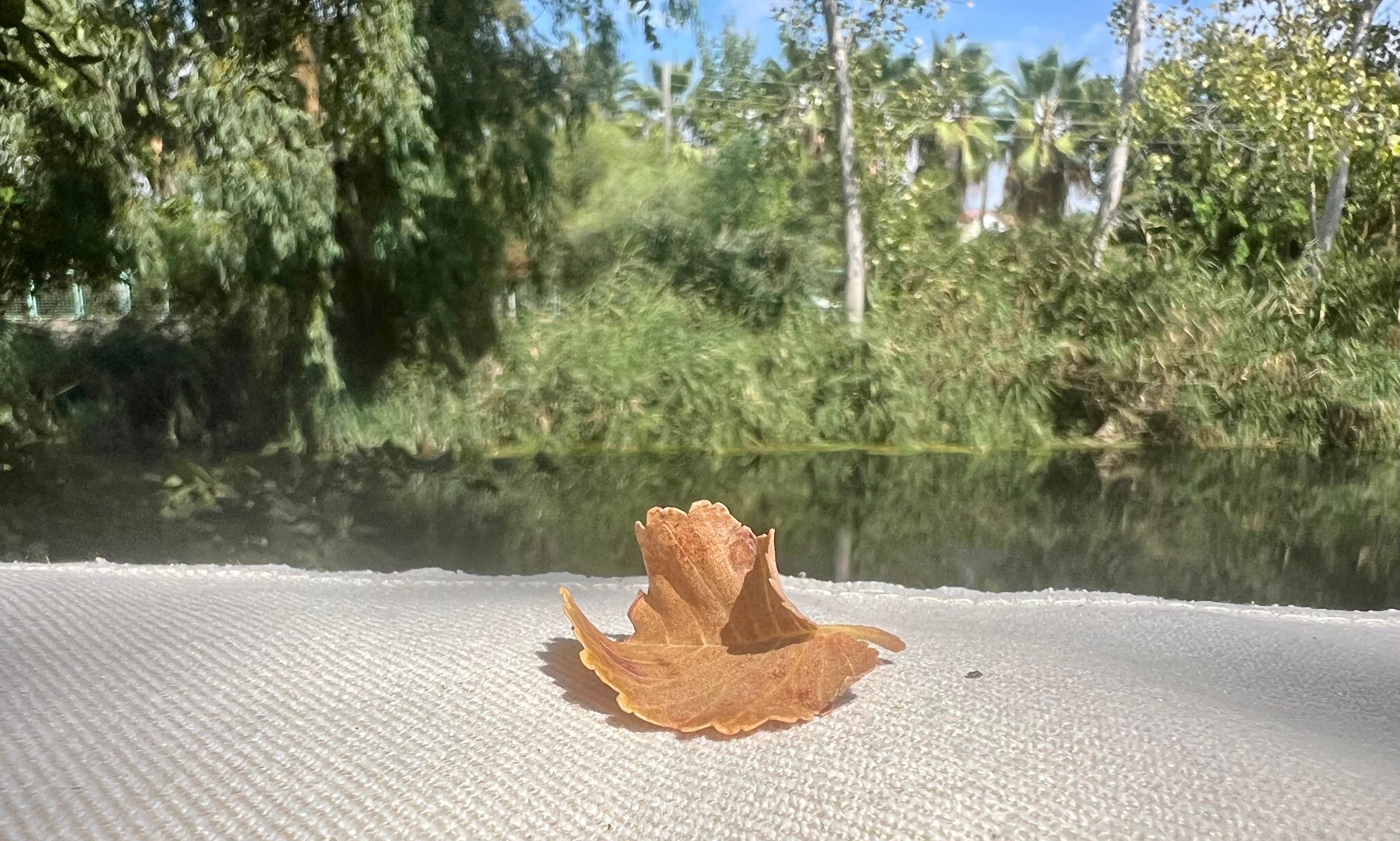 A leaf fell on me… - by Asma Fischer - Asma’s Substack