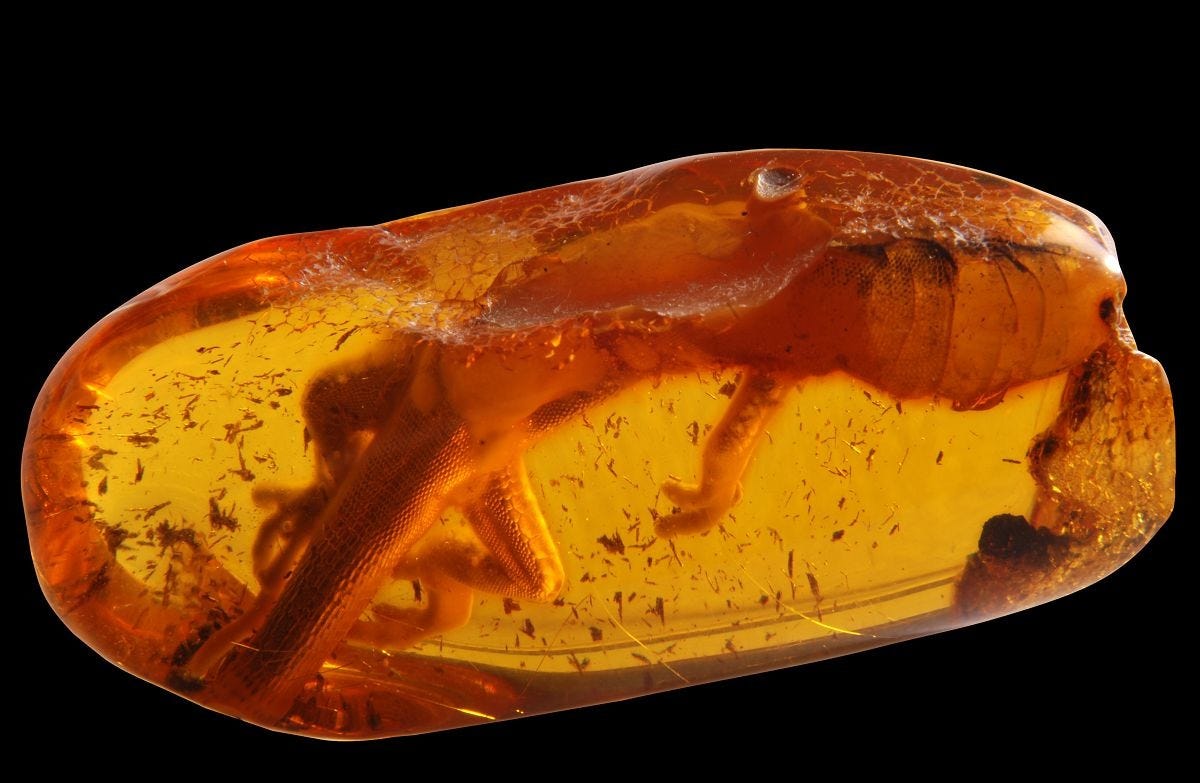 The soft, warm glow of bastard amber - by Katy Kelleher