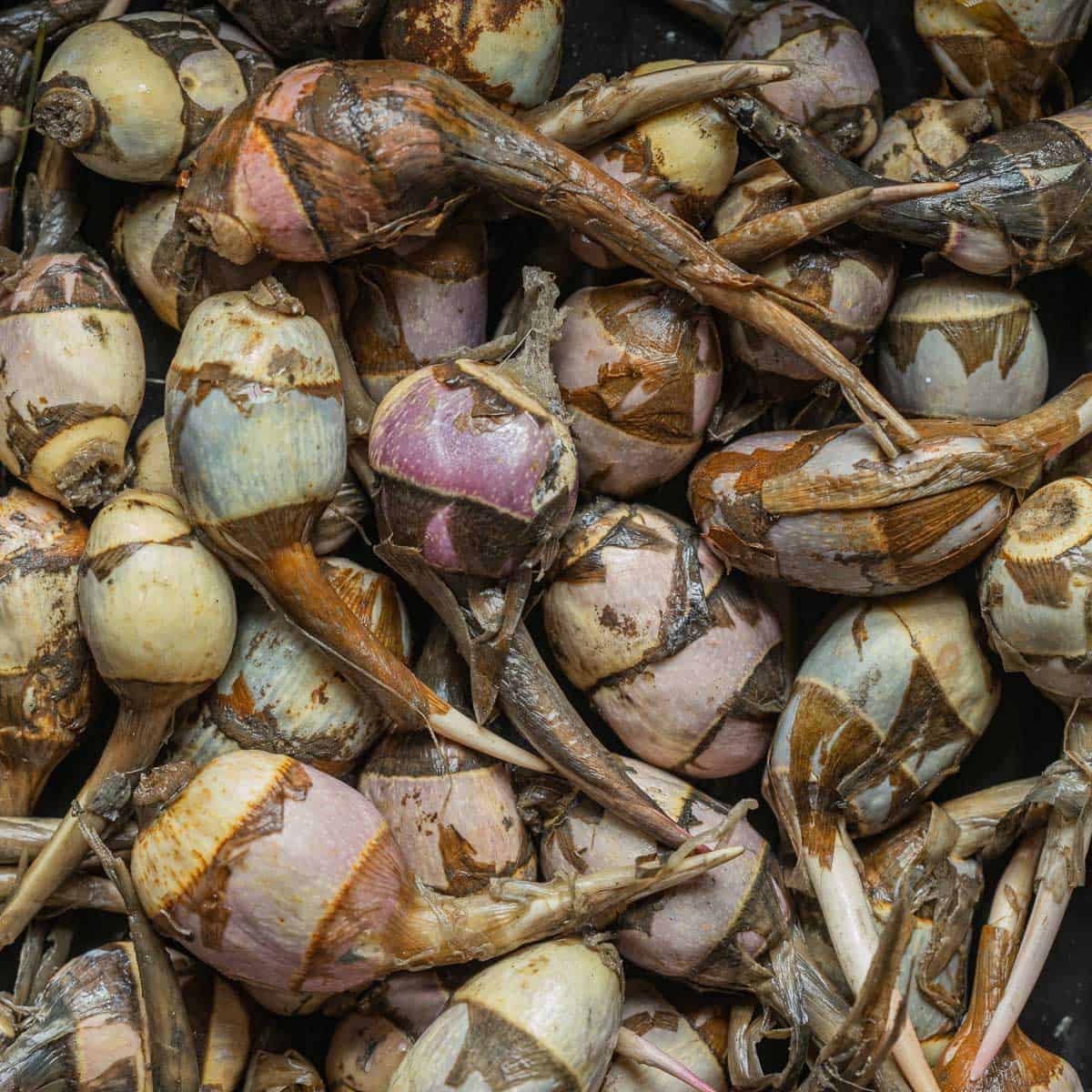 Wapato: The Incredible, Edible Duck Potato - by TheLastFarm