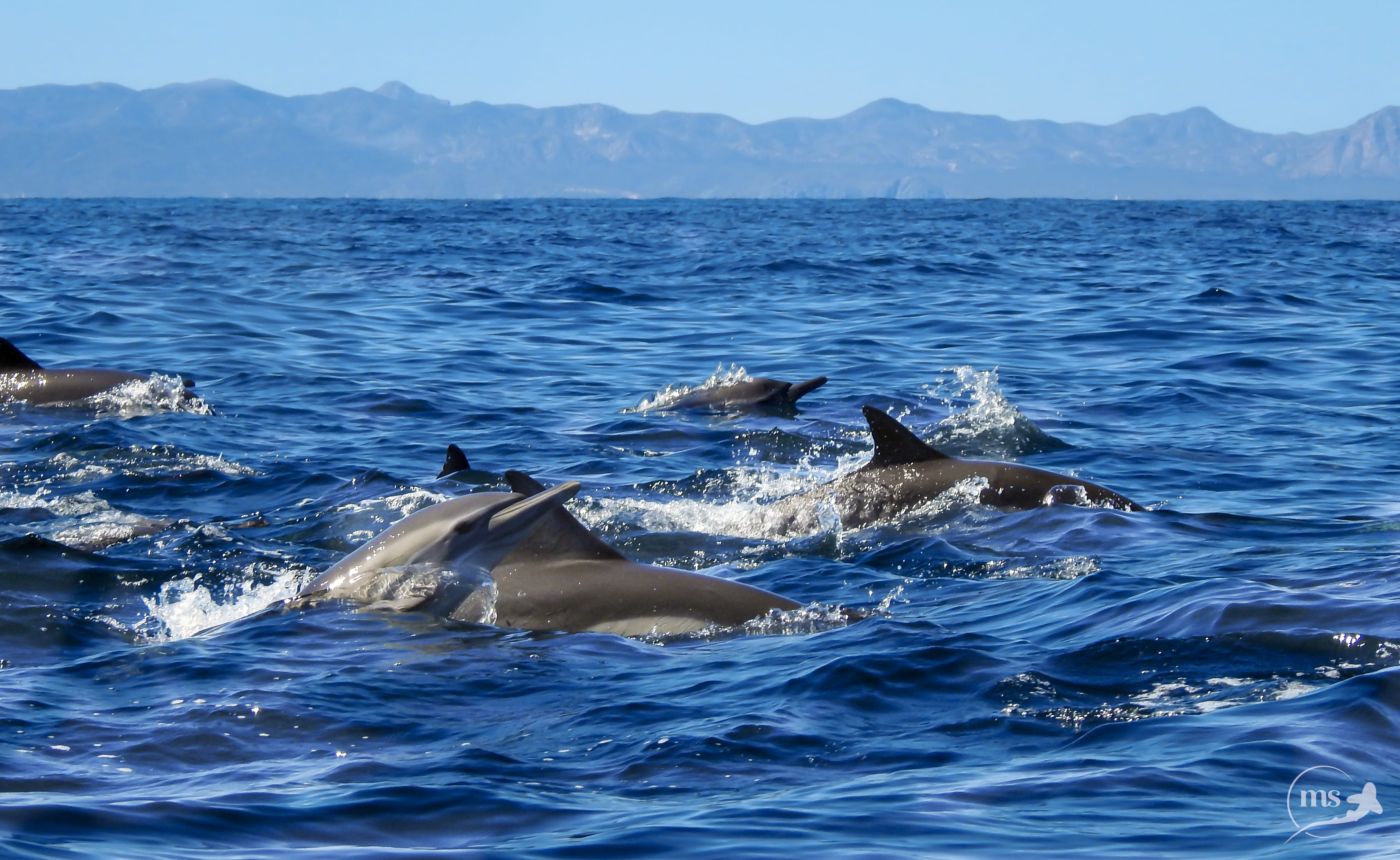 🌅 The View - News & Info (21 marzo) - The Ventana View