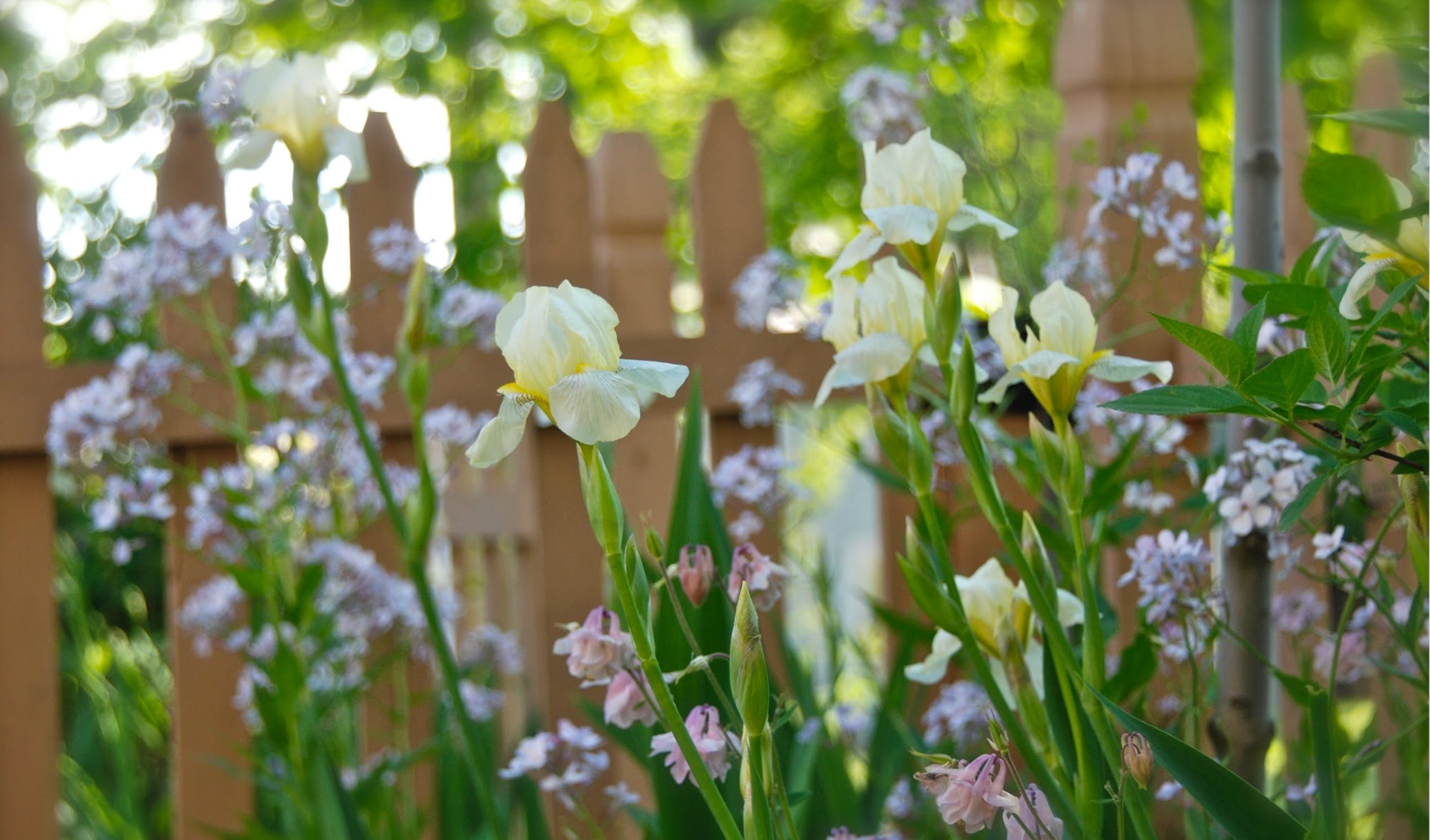 Welcome to Julie Witmer Gardens on Substack!