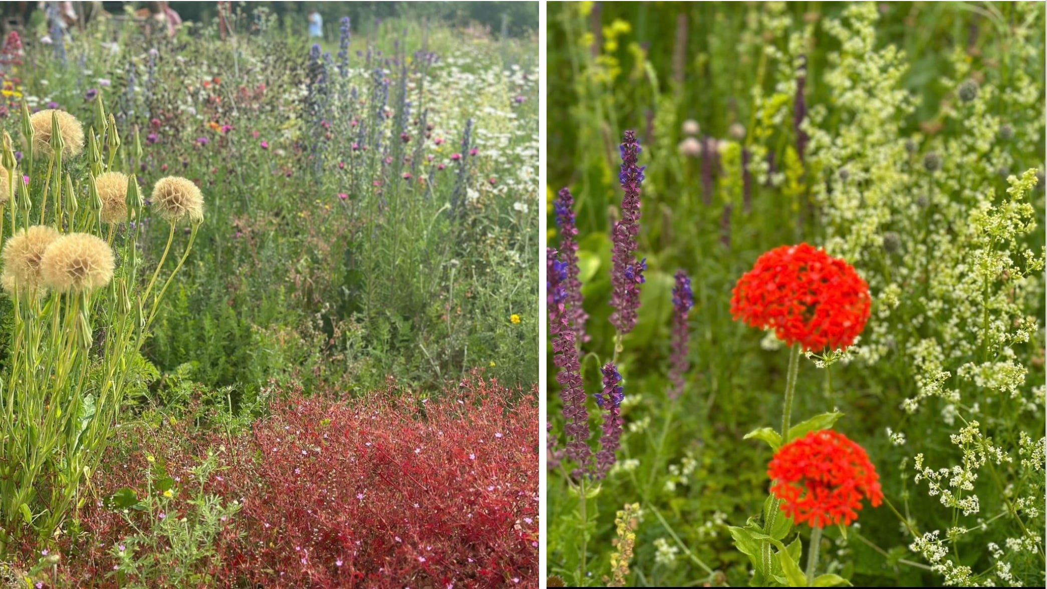 Dying trees - by Phoebe Jayes - Phoebe’s Substack