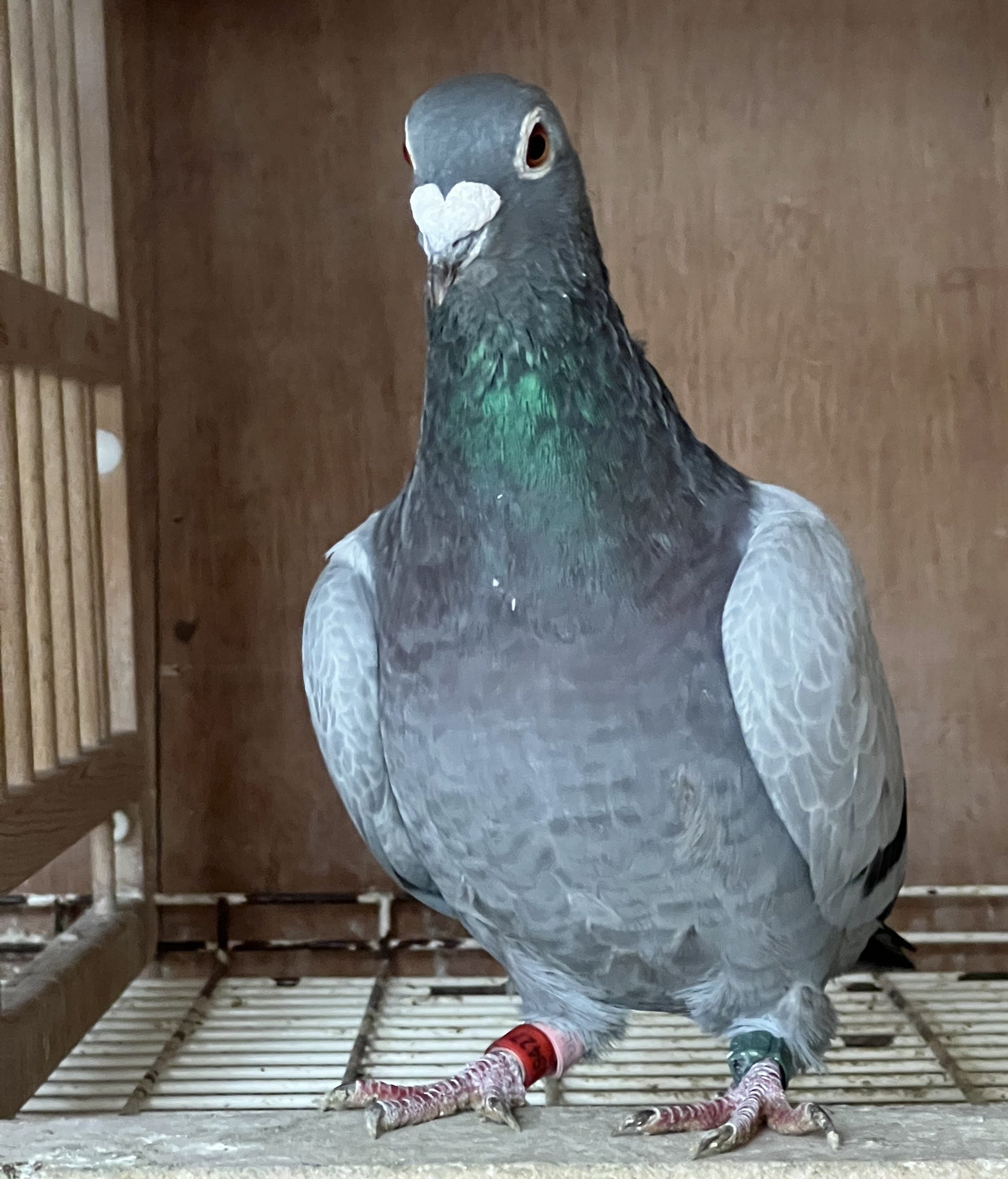 Is the race nearly run for homing pigeons? One man's mission to save a ...