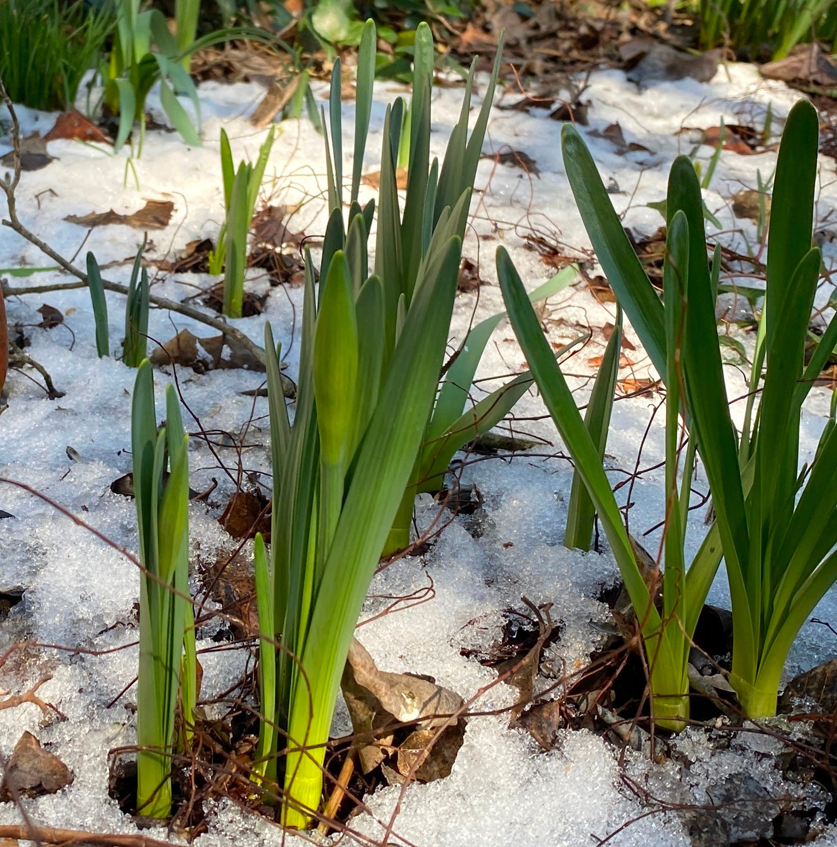 The Resilence of Daffodils - by Dawn Marie Rozzo