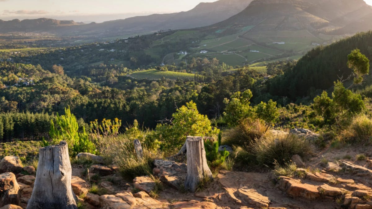 How many wine farms are on the Constantia Wine Route?