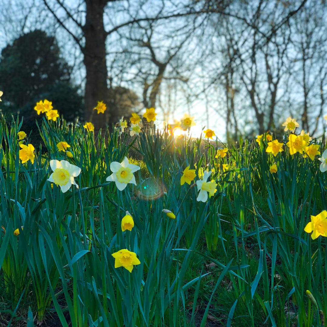 Laughing at daffodils - by Catherine Pawson