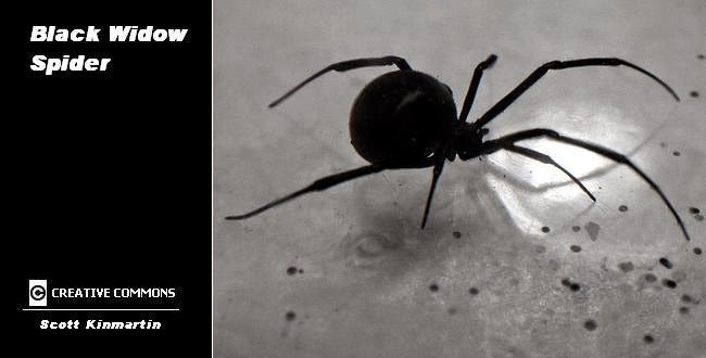 Vaduva Neagra - by Marius Iftimie - PSIHOPEDIA